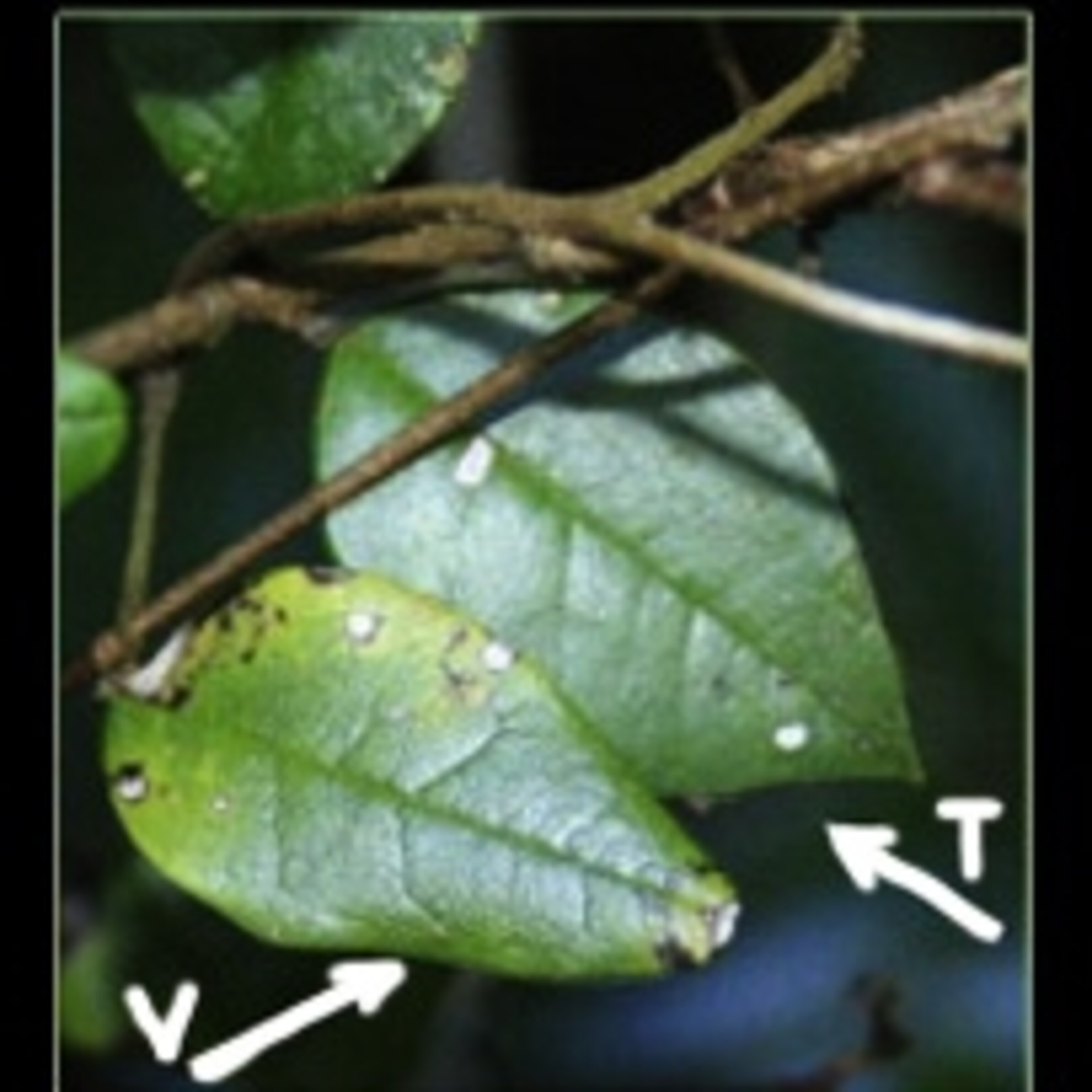 The Sneaky Life of the World’s Most Mysterious Plant