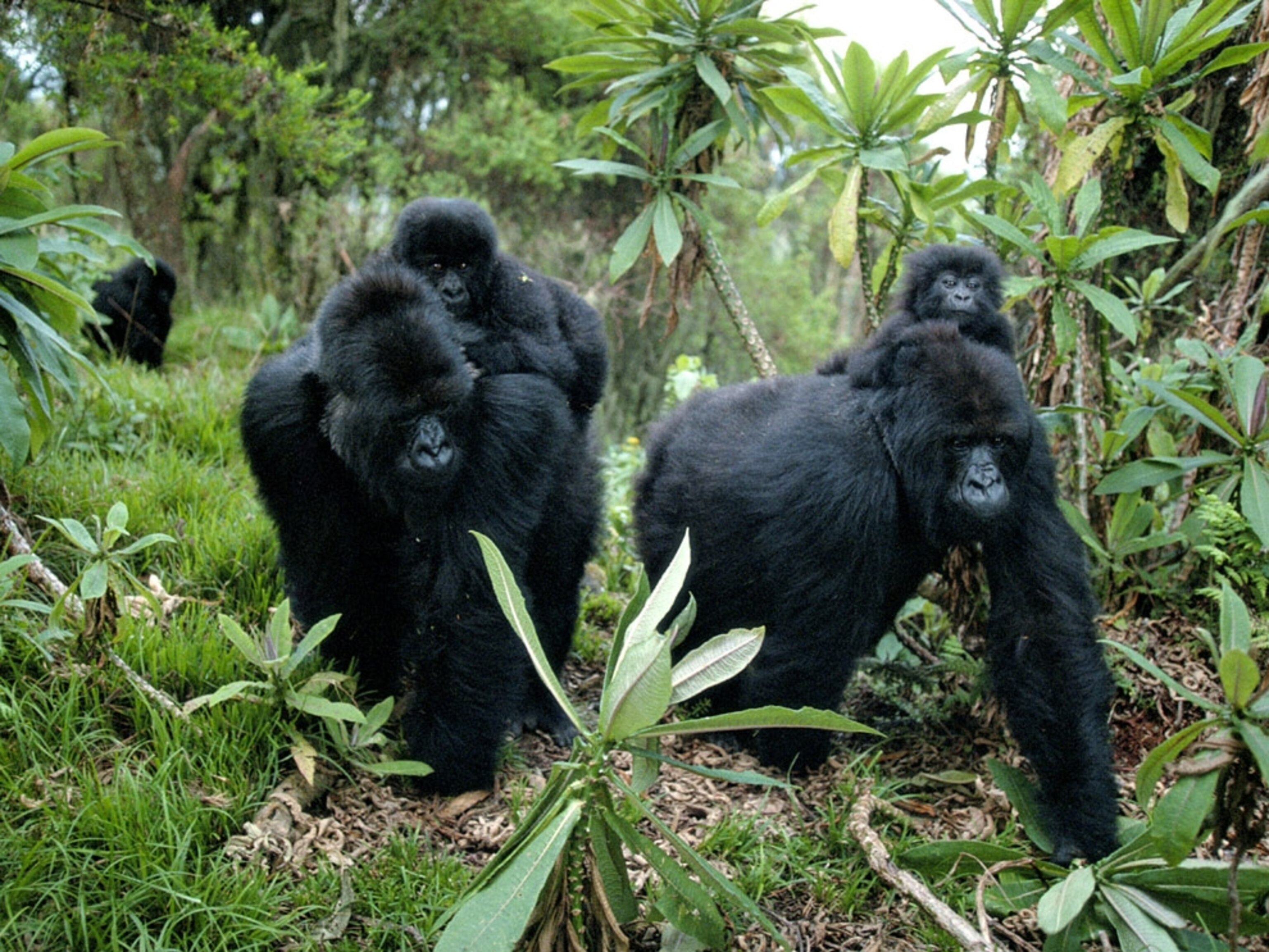 Virunga Gorilla Pictures - Ape Wallpapers - National Geographic