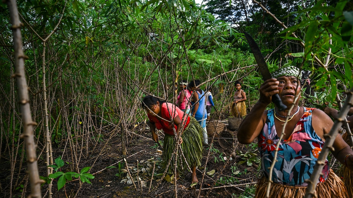 Why this once isolated tribe took up cell phones and social media ...