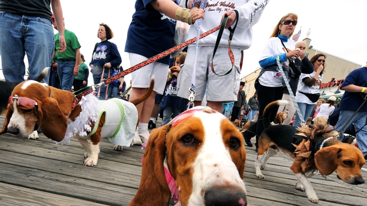 Free U.S. Pet Events -- National Geographic | National Geographic