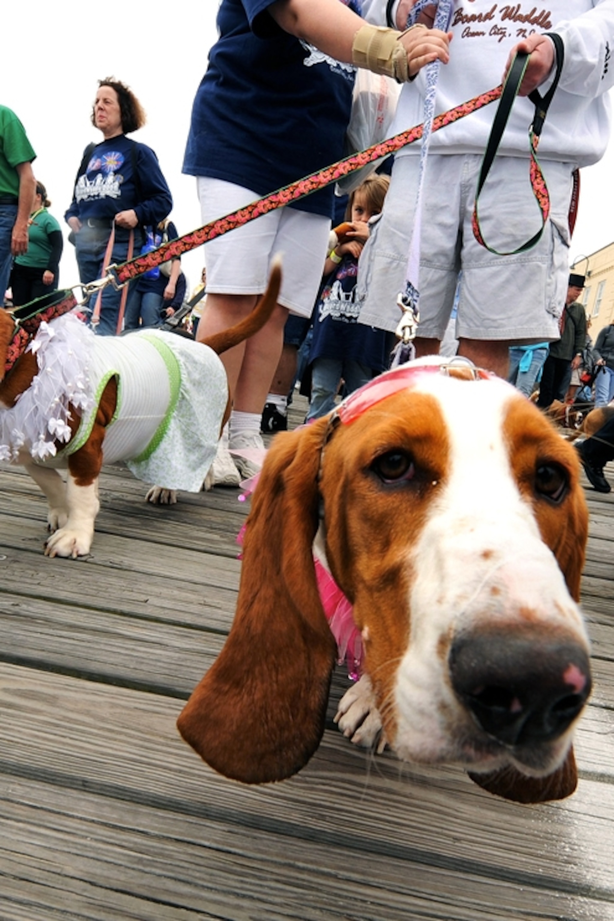 Qué Es Un Basset Waddle