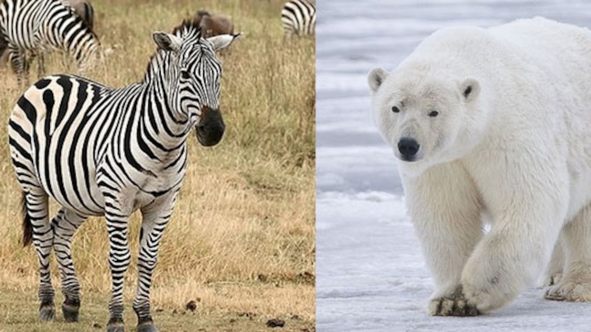 Zebra herpes virus kills zoo polar bears | National Geographic
