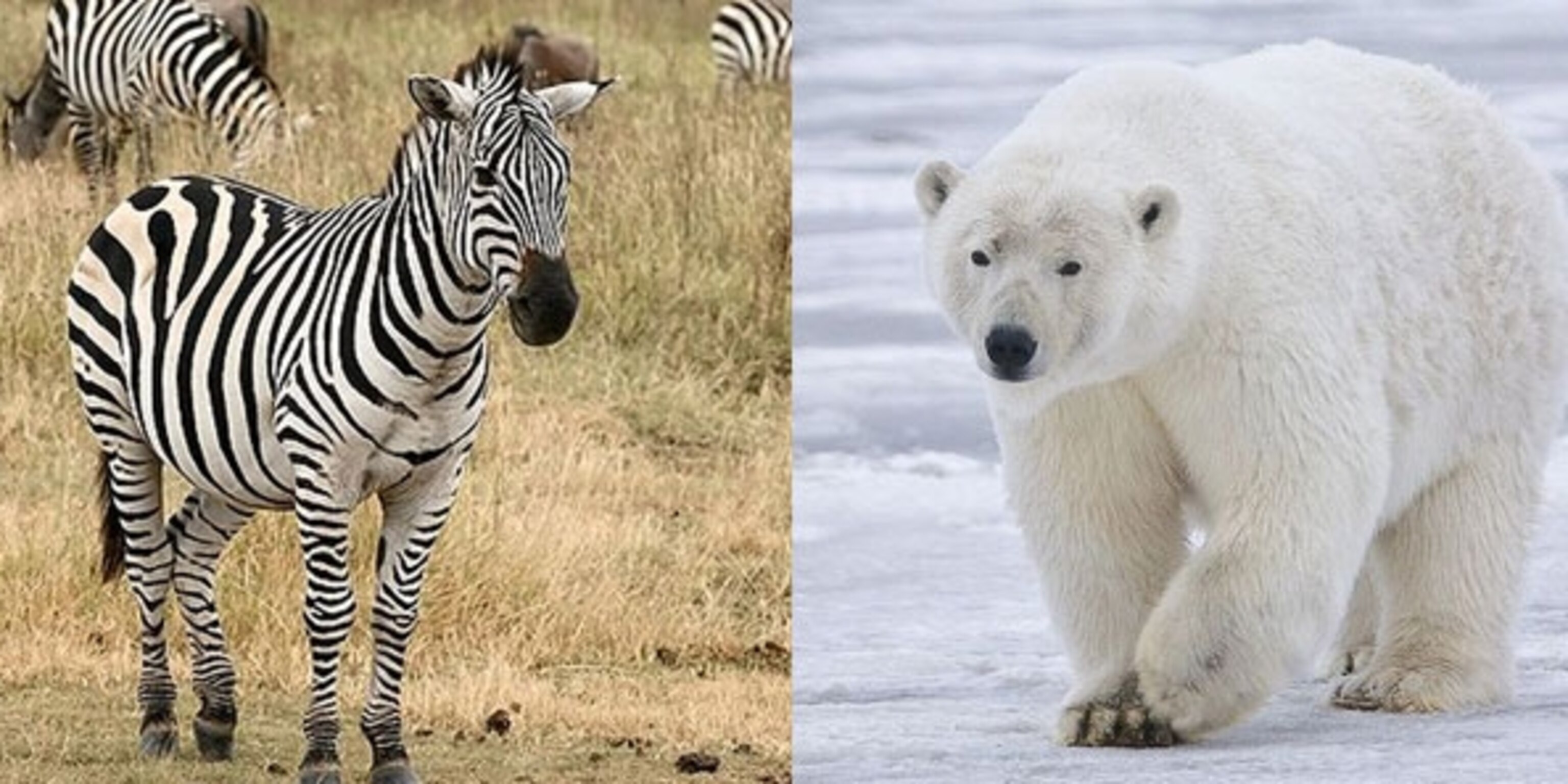 Zebra herpes virus kills zoo polar bears