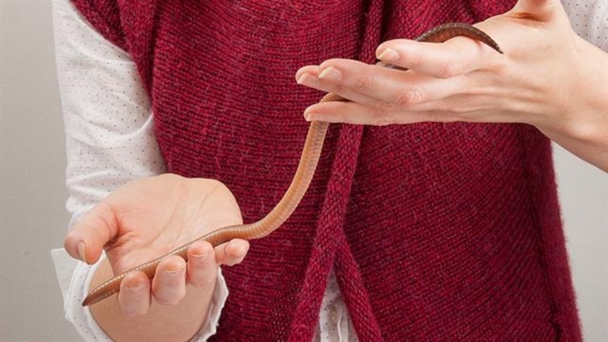 World's Heaviest Earthworm Found, Then Killed | National Geographic