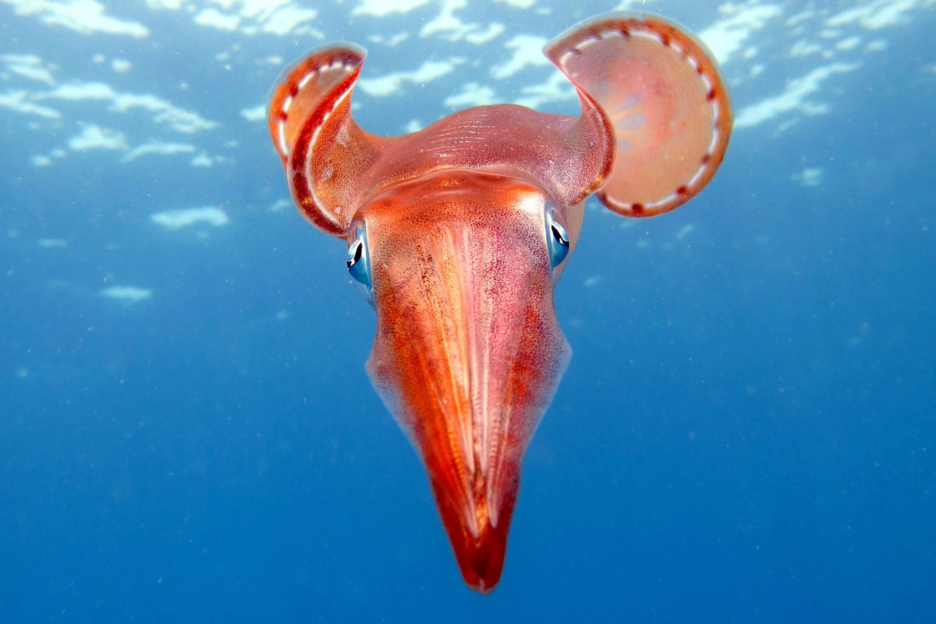Why This Rare Lobster Is Colored Like Blue Cotton Candy