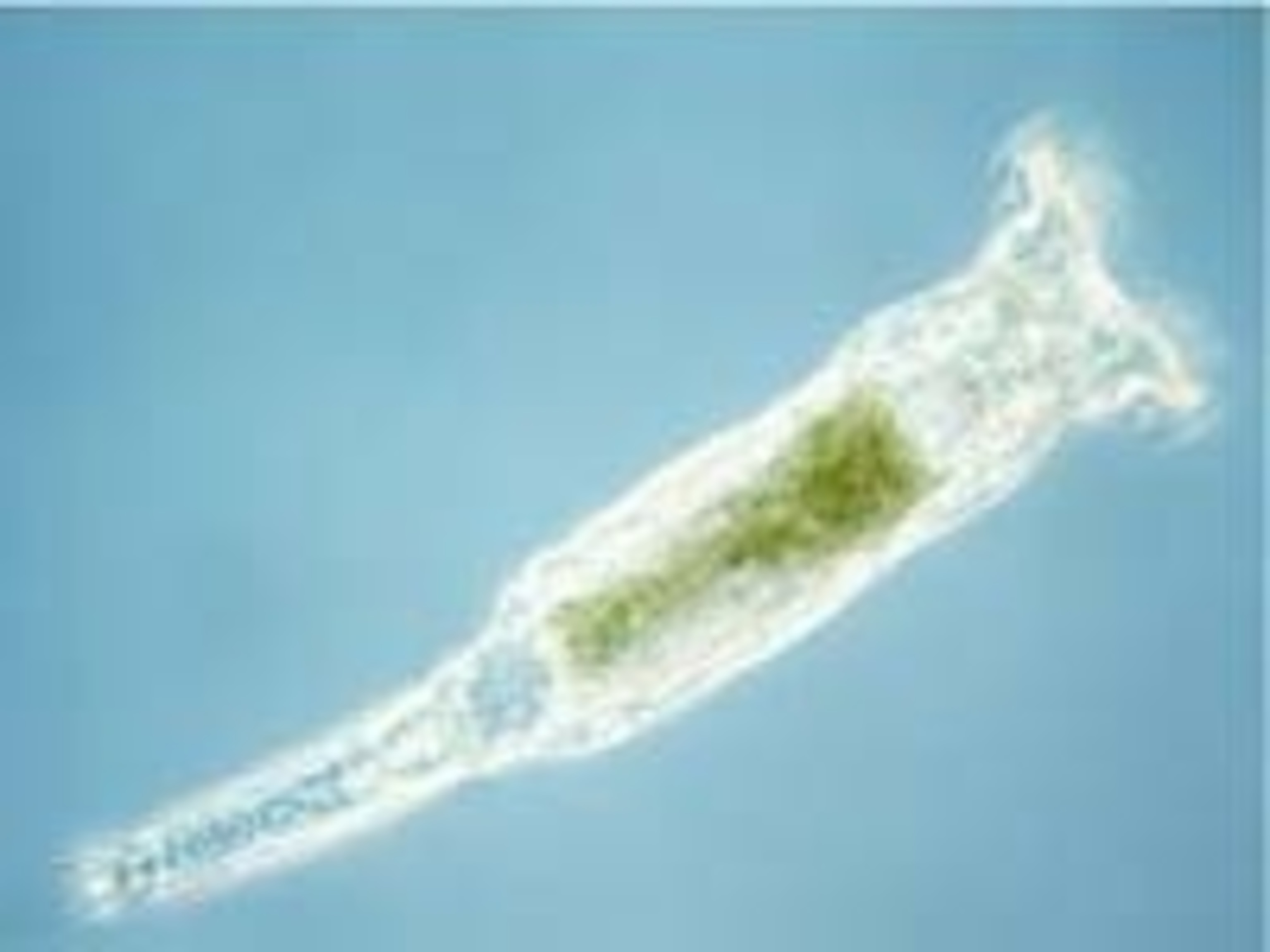 Bdelloid rotifers – the world’s most radiation-resistant animals