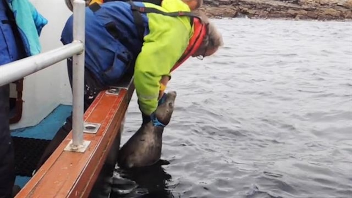Watch Rescuers Free Seal Trapped by Fishing Line | National Geographic