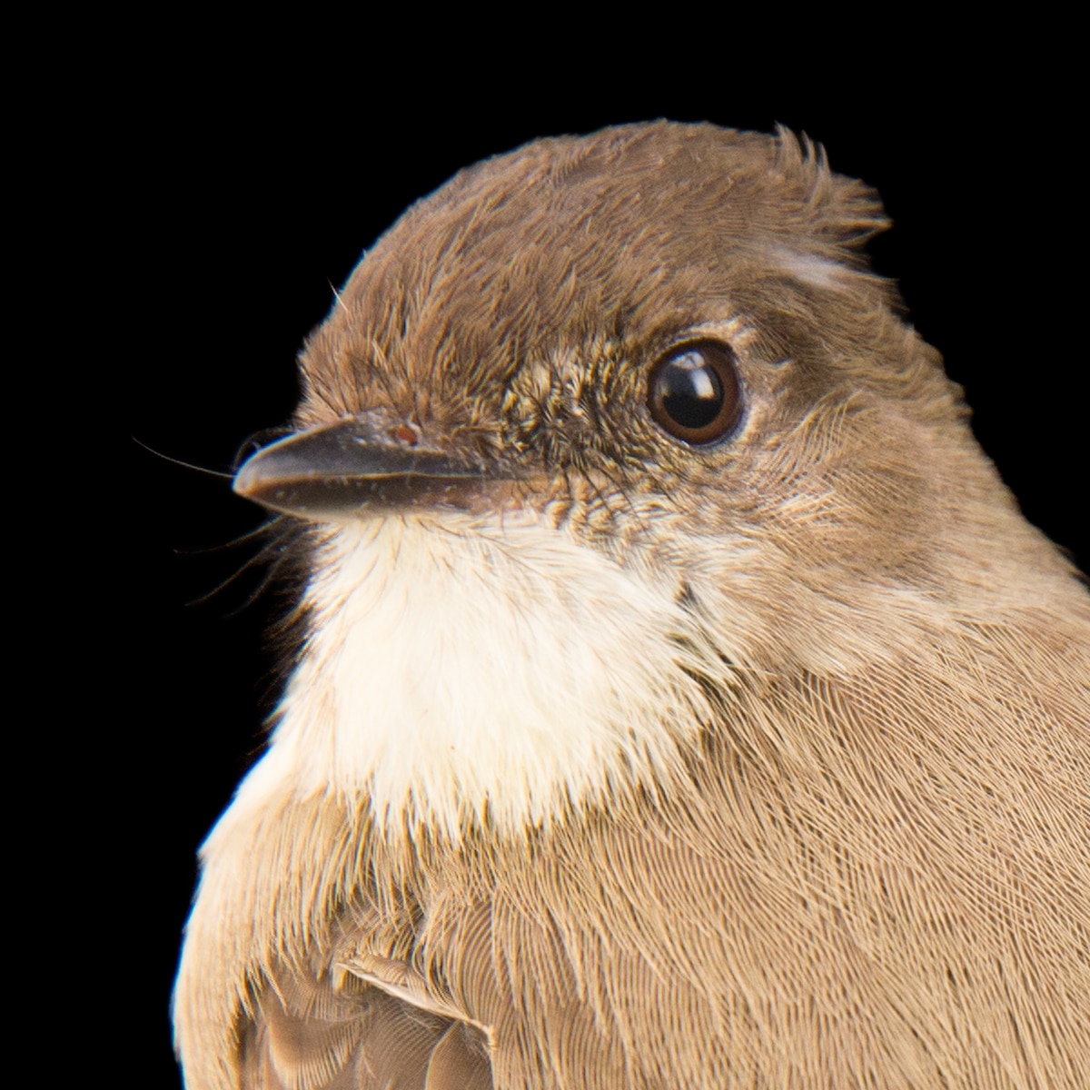 Eastern Phoebe | National Geographic