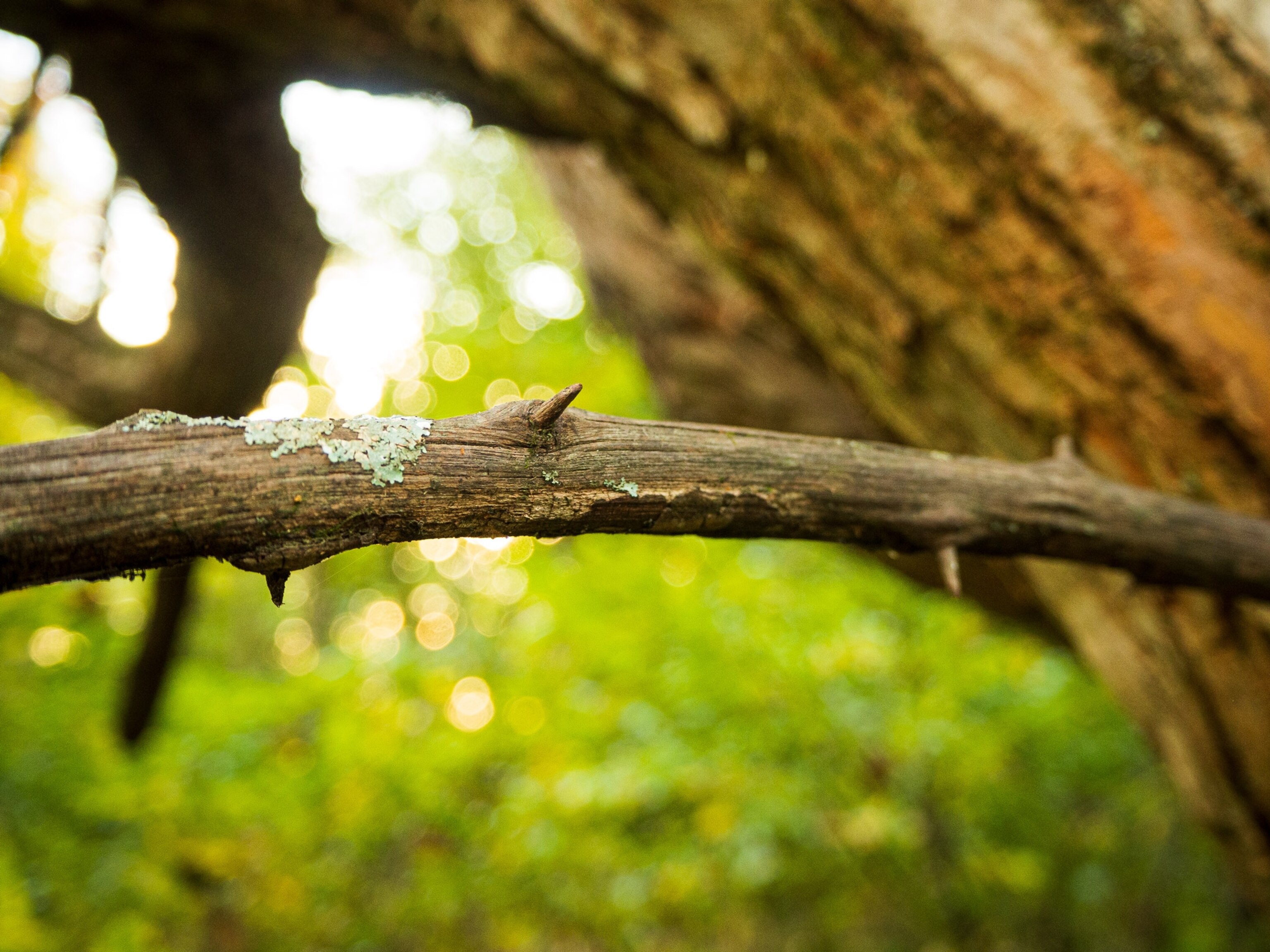 The surprising ancient history of the hedge apple