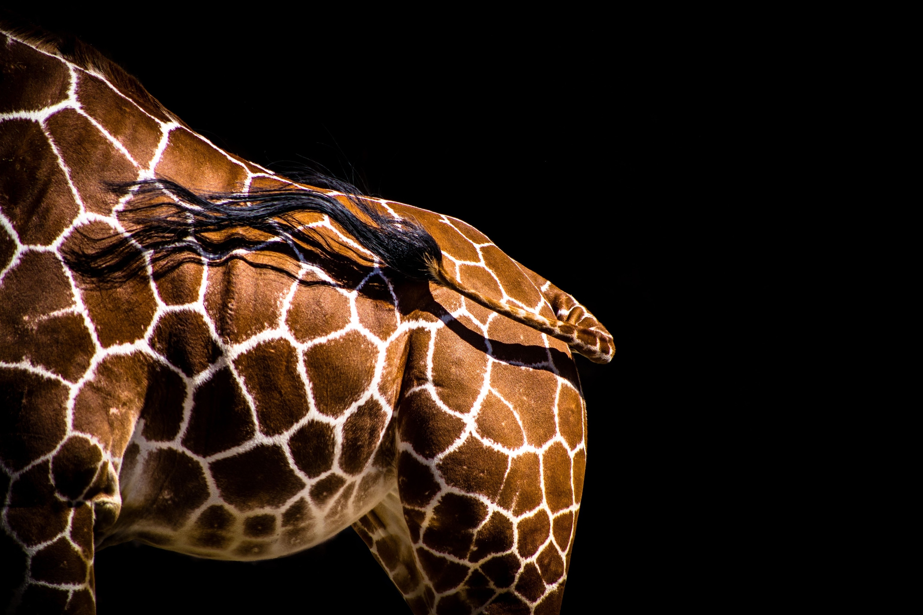 Inside the Fight to Stop Giraffes’ ‘Silent Extinction’
