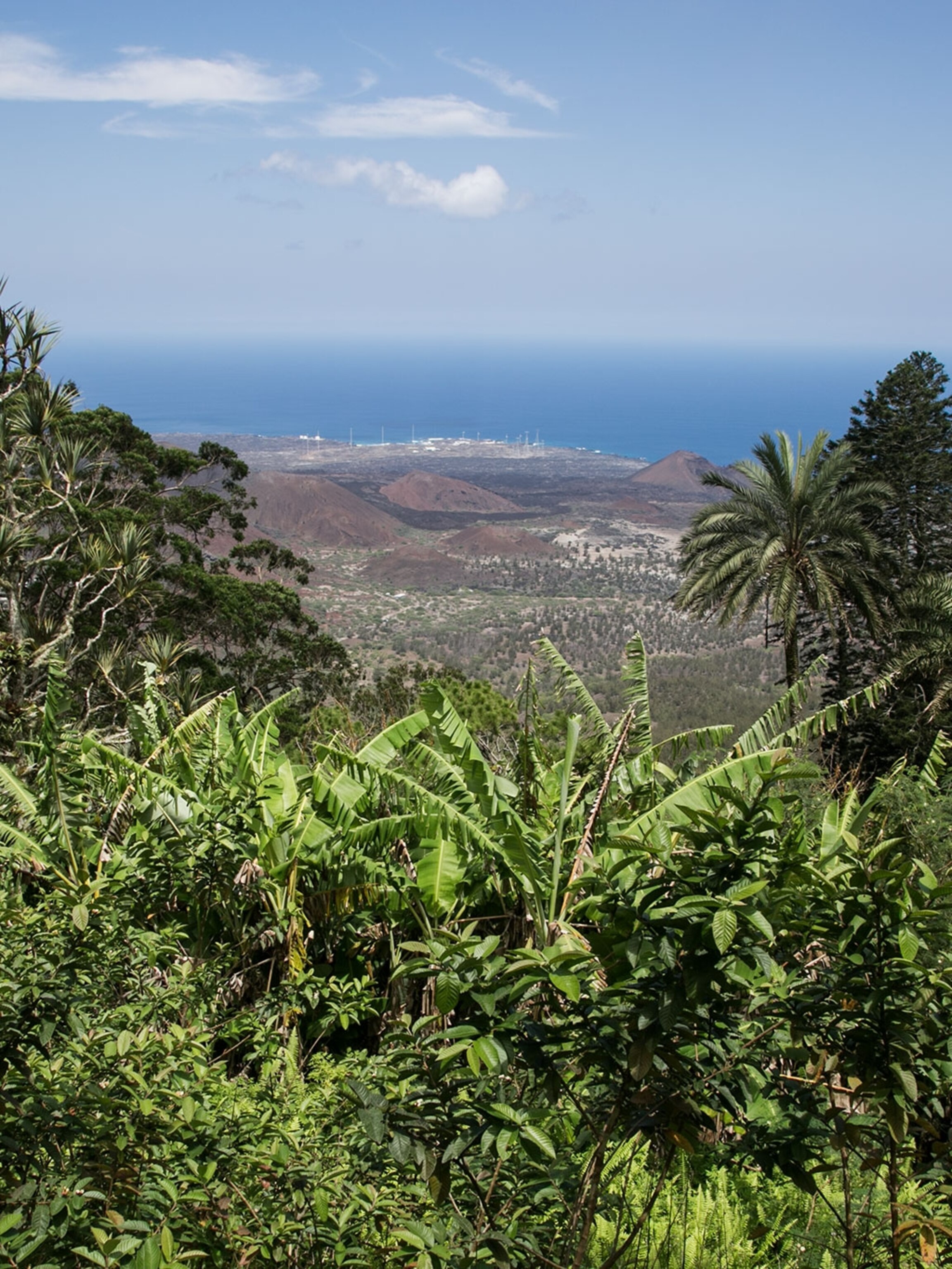 Ascension Island Cloud Forest