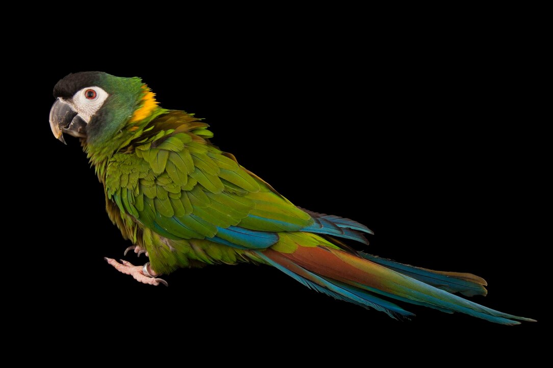Green And Yellow Macaw Blue And Gold Macaw Pet Me Shop