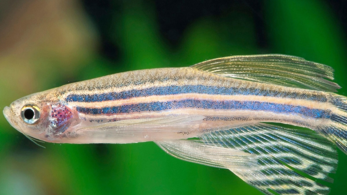 Slumbering zebrafish may offer clues to the origins of sleep | National ...