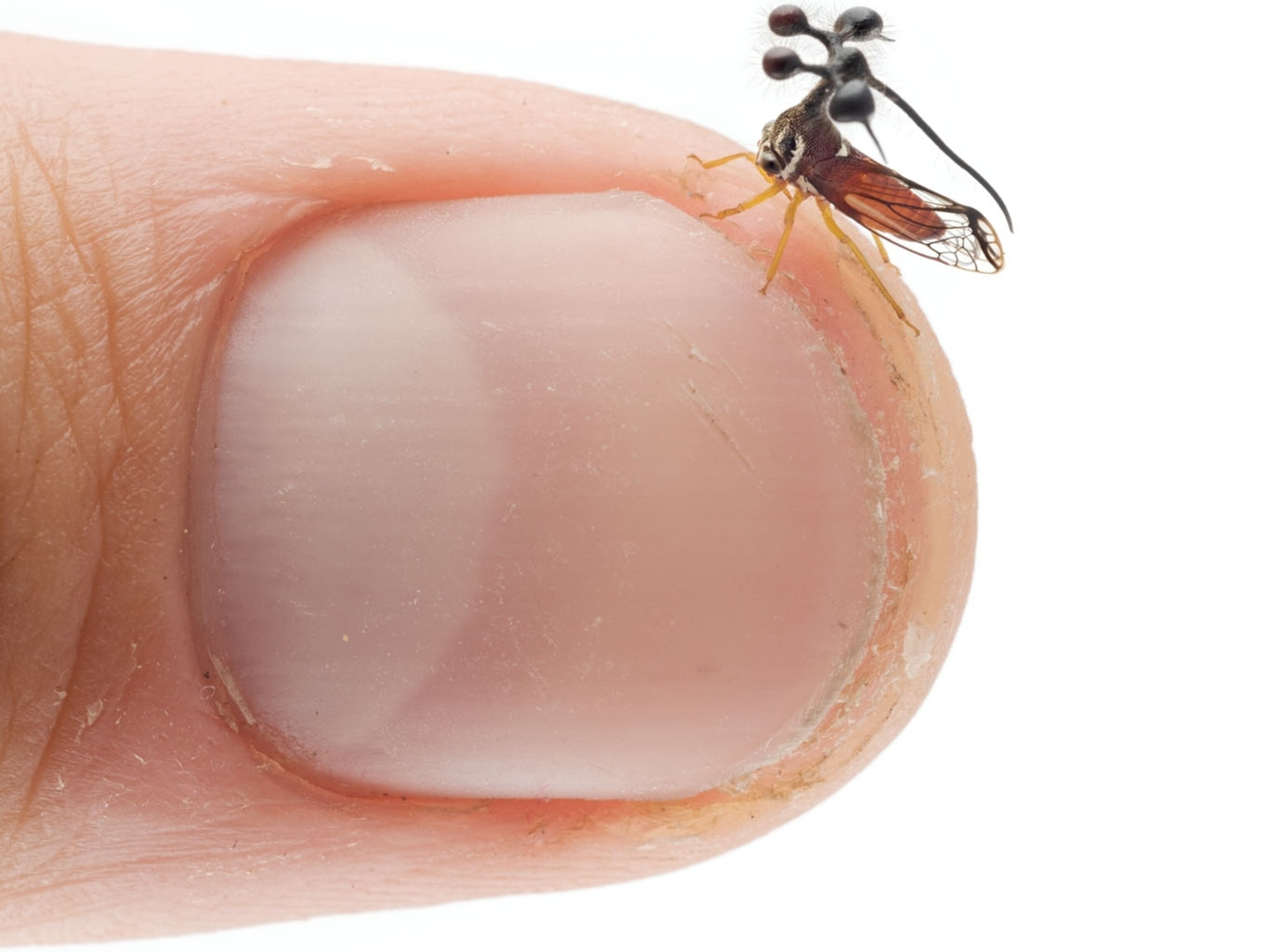 Treehoppers: pictures of the rainforest's mini-marvels