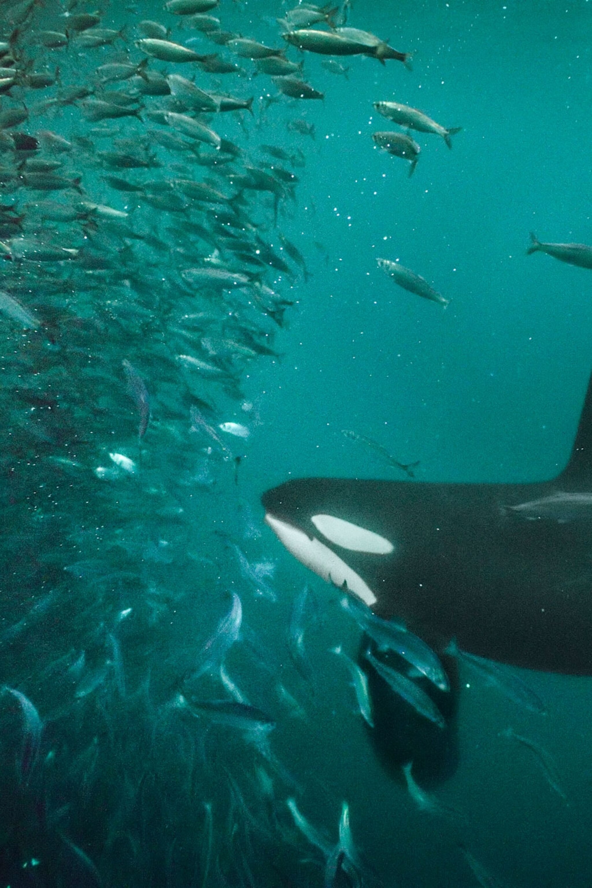 Killer Whale National Geographic Country Diary: Nothing Beats The