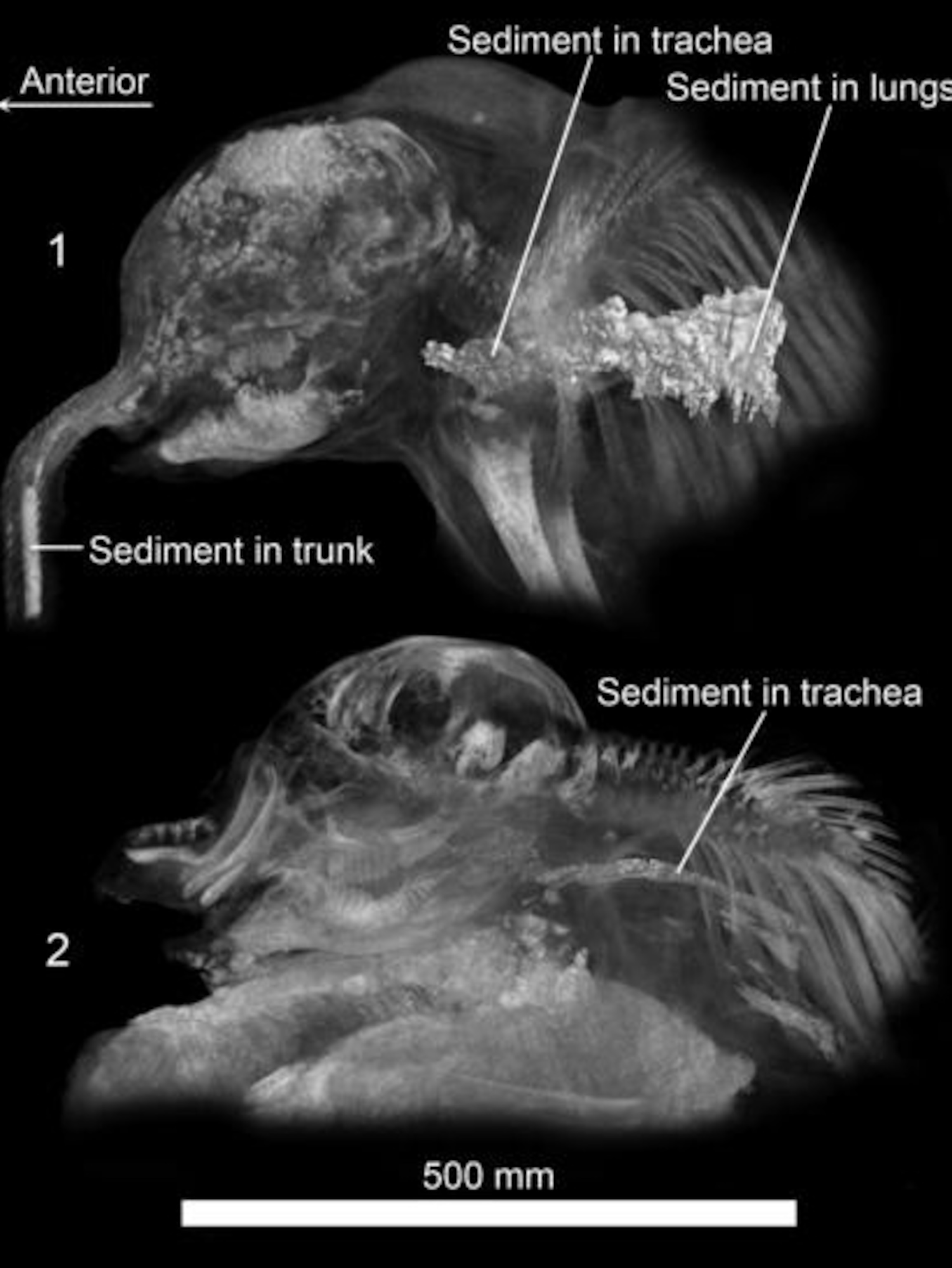 Baby Mammoths Yield Hi-Res Details for Paleontologists