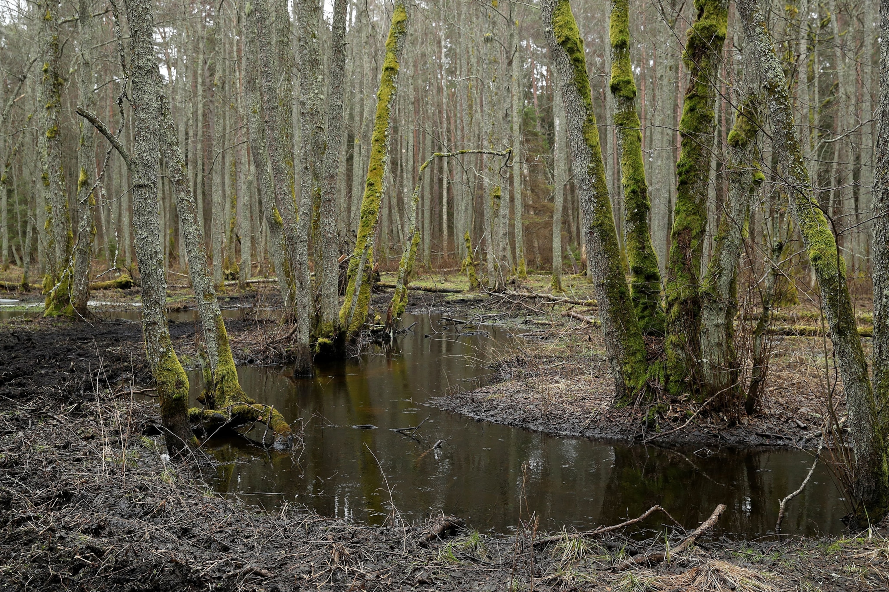 Estonia Cuts Carbon Emissions by Planting Peat Bogs