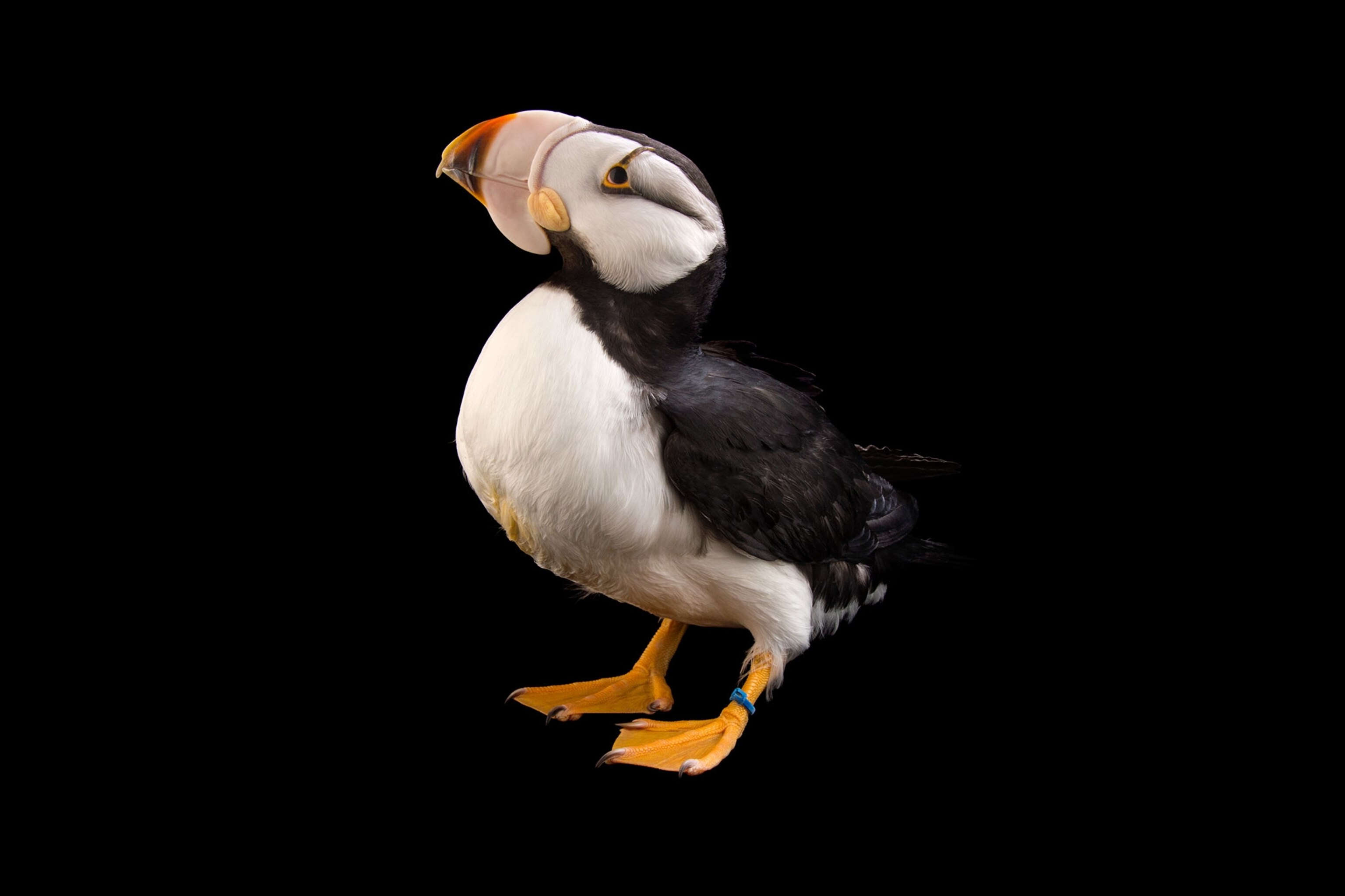 Birds With the Weirdest Bills, Just in Time for Tax Day