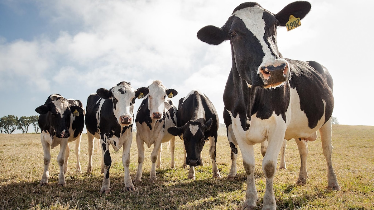 Surprising Ways Animals React to Solar Eclipses