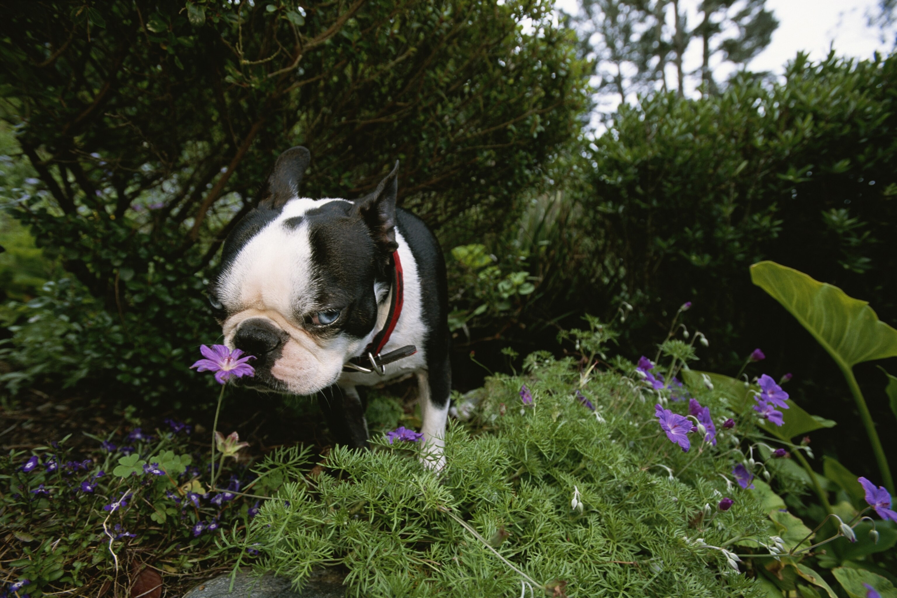 Weird Animal Question of the Week: How Do Dogs Talk With Their Tails?