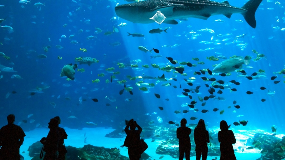 Free U.S. Animal Viewing Spots -- National Geographic | National Geographic