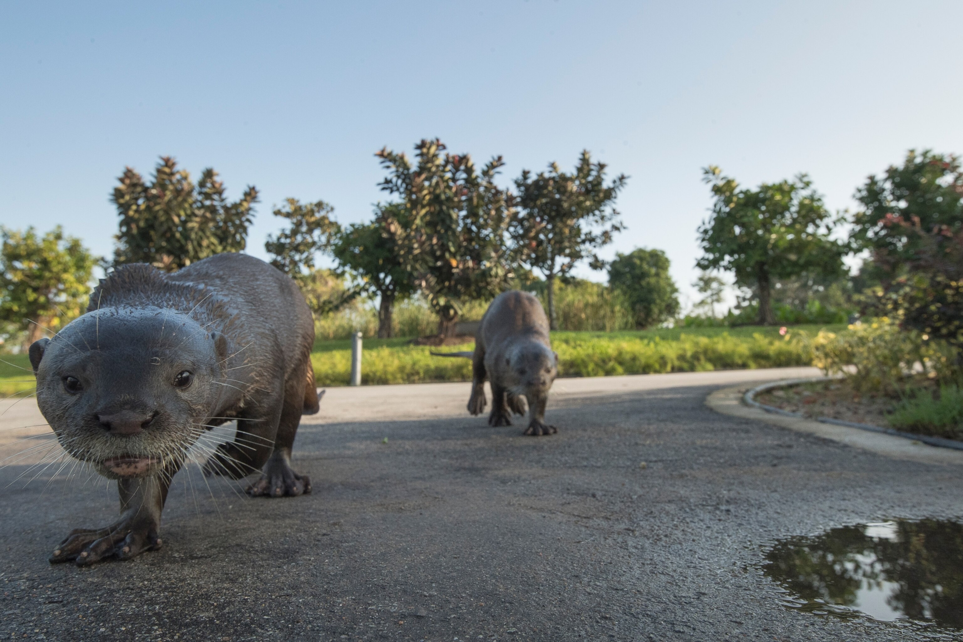 Cheeky otters are thriving in Singapore—and adapting quickly to big ...