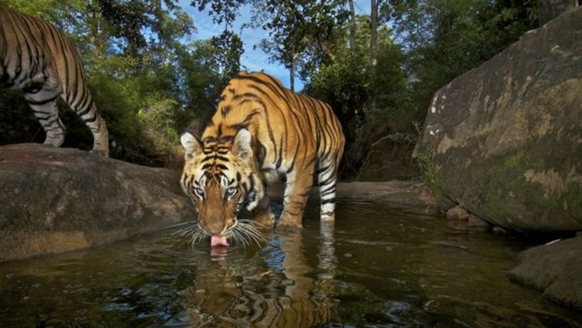 Tiger Subspecies Pictures -- National Geographic Animals | National ...