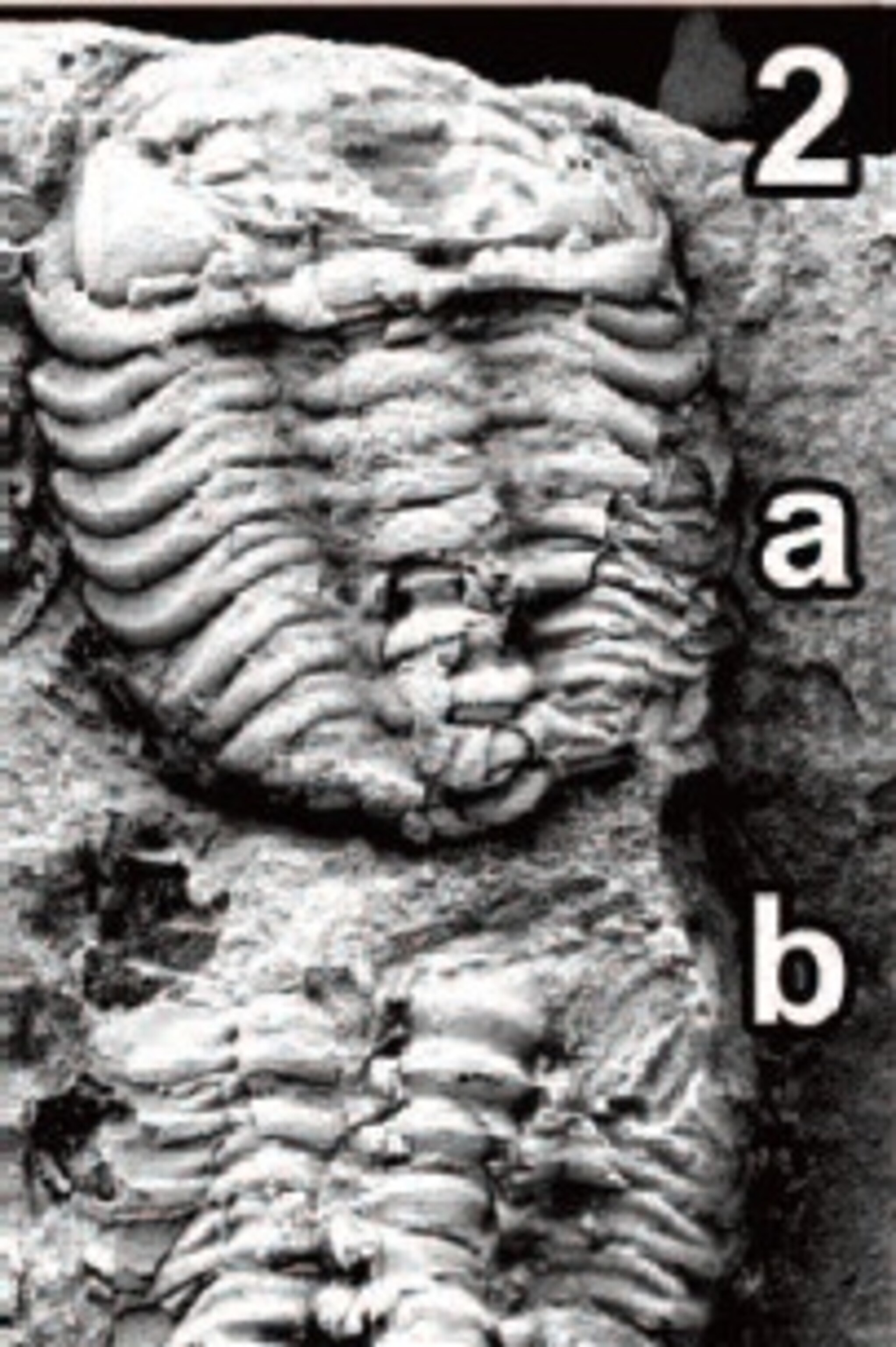 Synophalos and the Cambrian Conga Lines