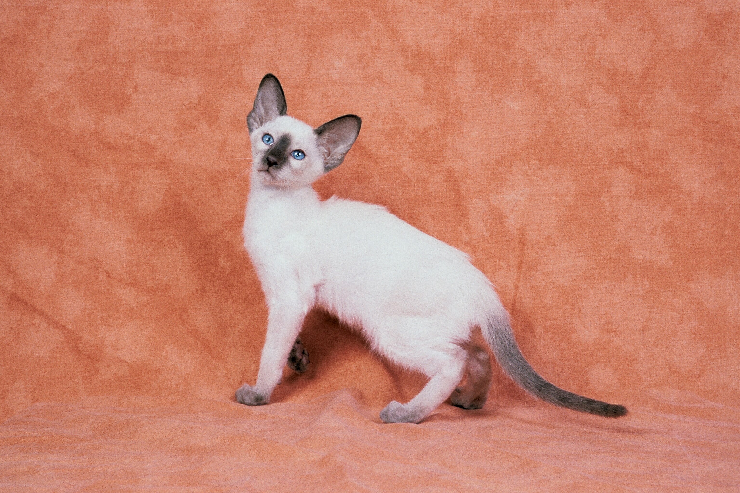 How Siamese cats change their colors