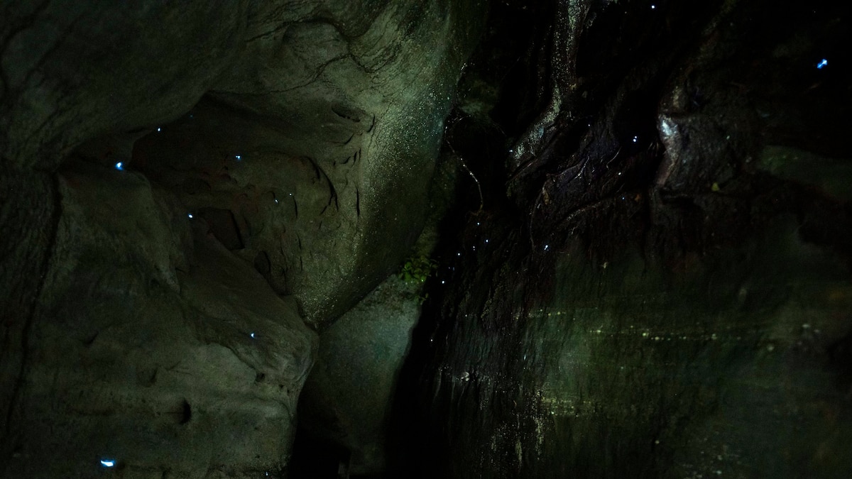 See glowworms give a dazzling show at this national landmark | National ...