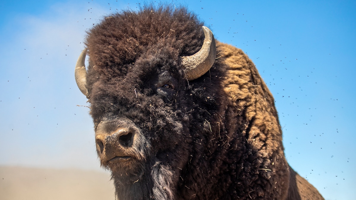 14 bison came to Catalina for a movie. 100 years later, what’s next ...
