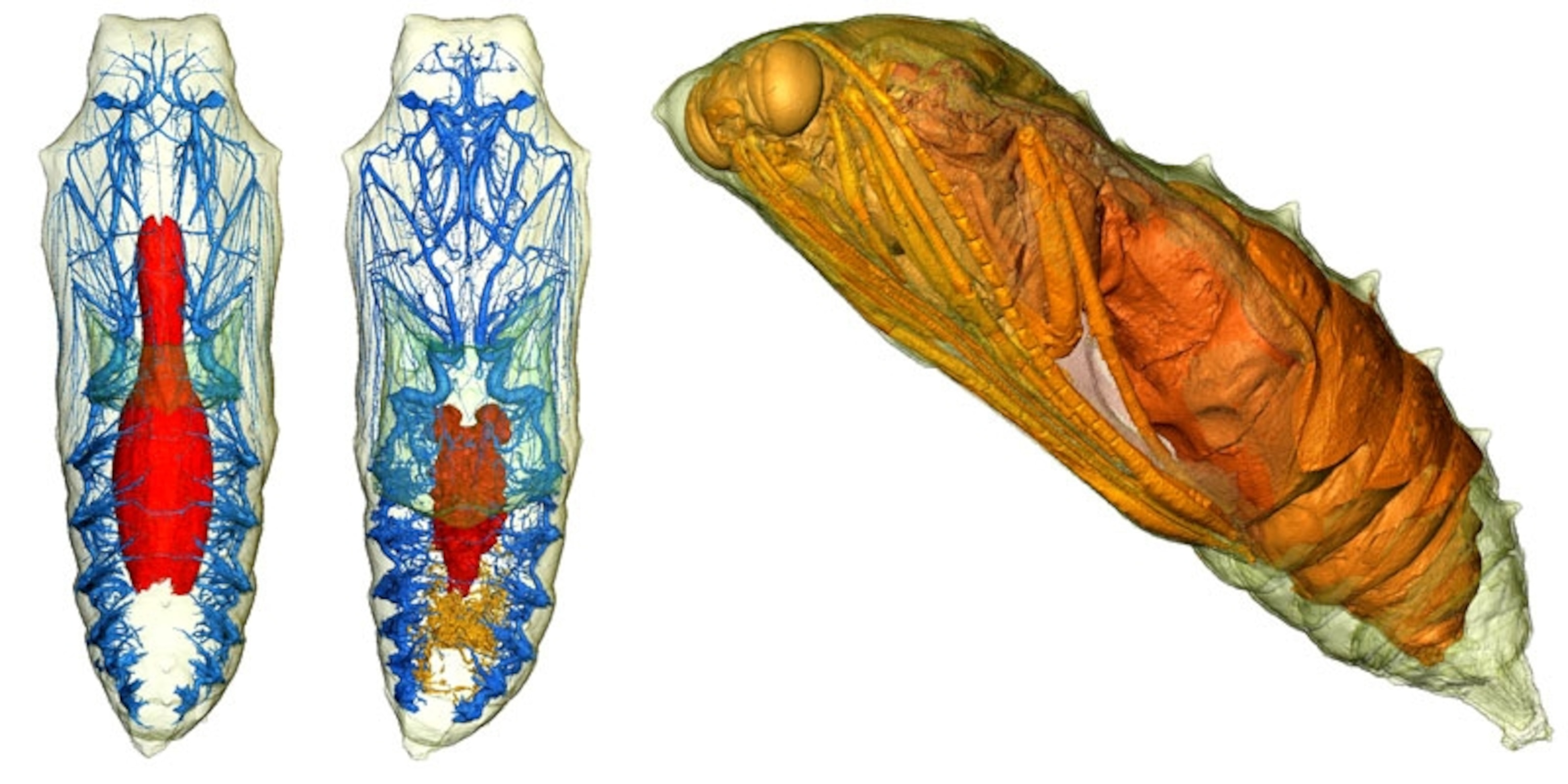 3-D Scans Reveal Caterpillars Turning Into Butterflies