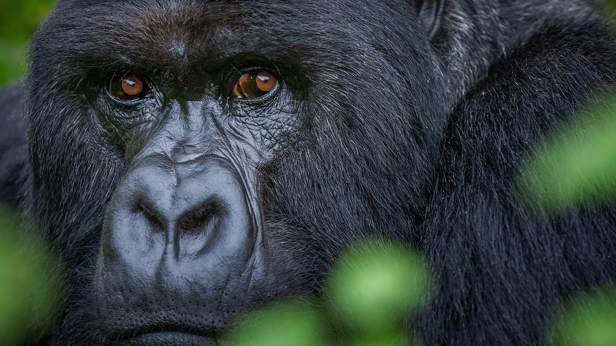 National Geographic photographers choose their favorite endangered ...
