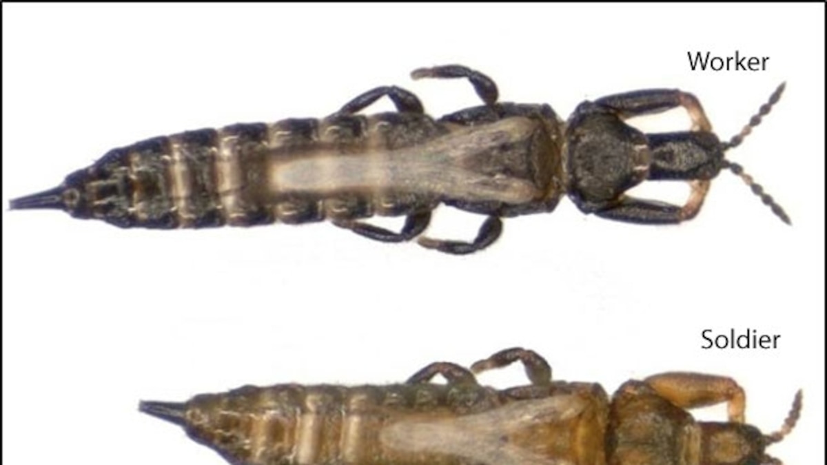 Tiny insect soldiers with butch forearms are actually medics | National ...