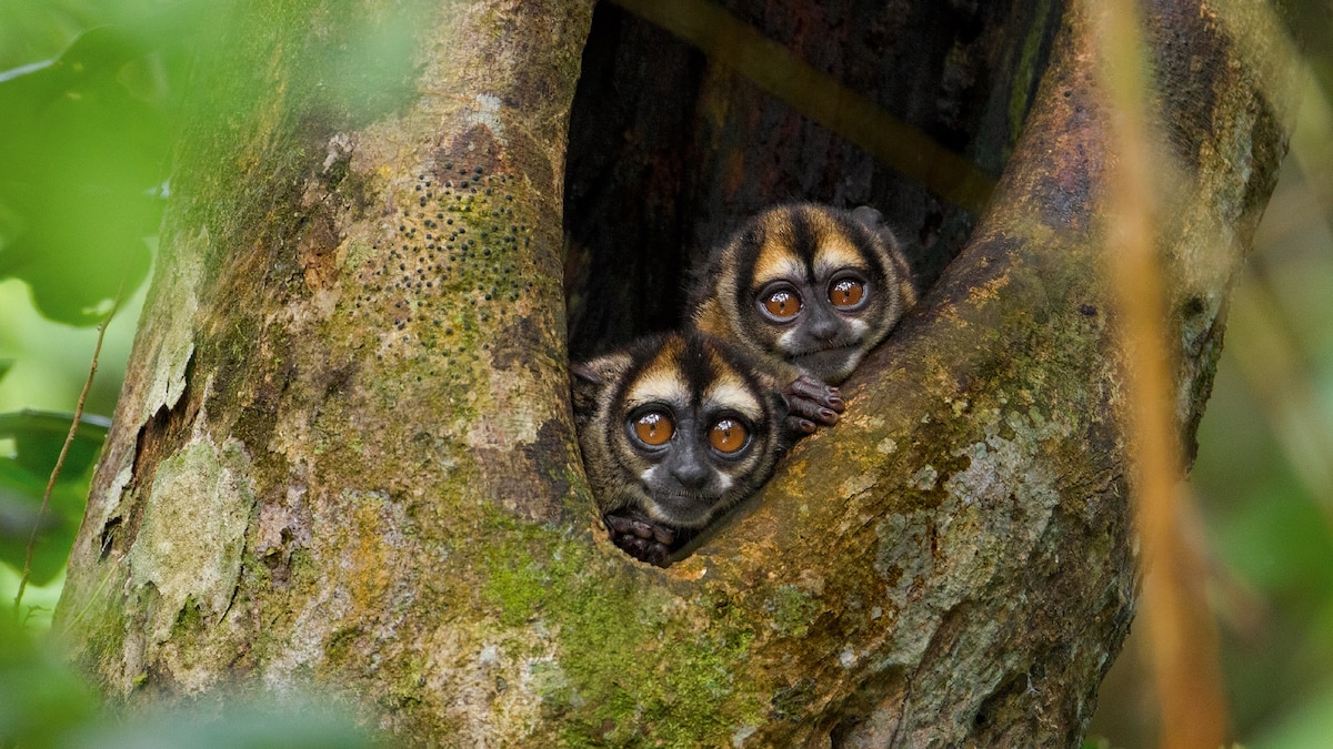 Owl Monkeys Shed Light on Evolution of Love | National Geographic
