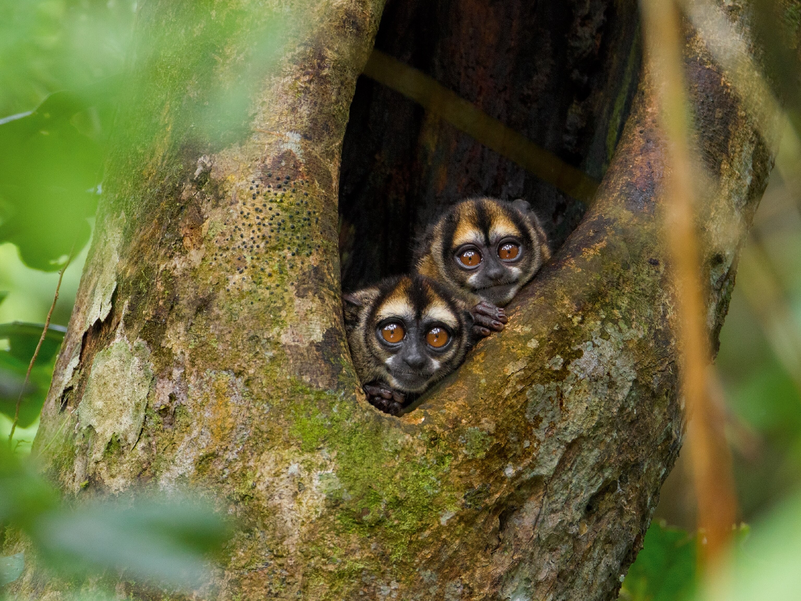 Owl Monkeys Shed Light on Evolution of Love