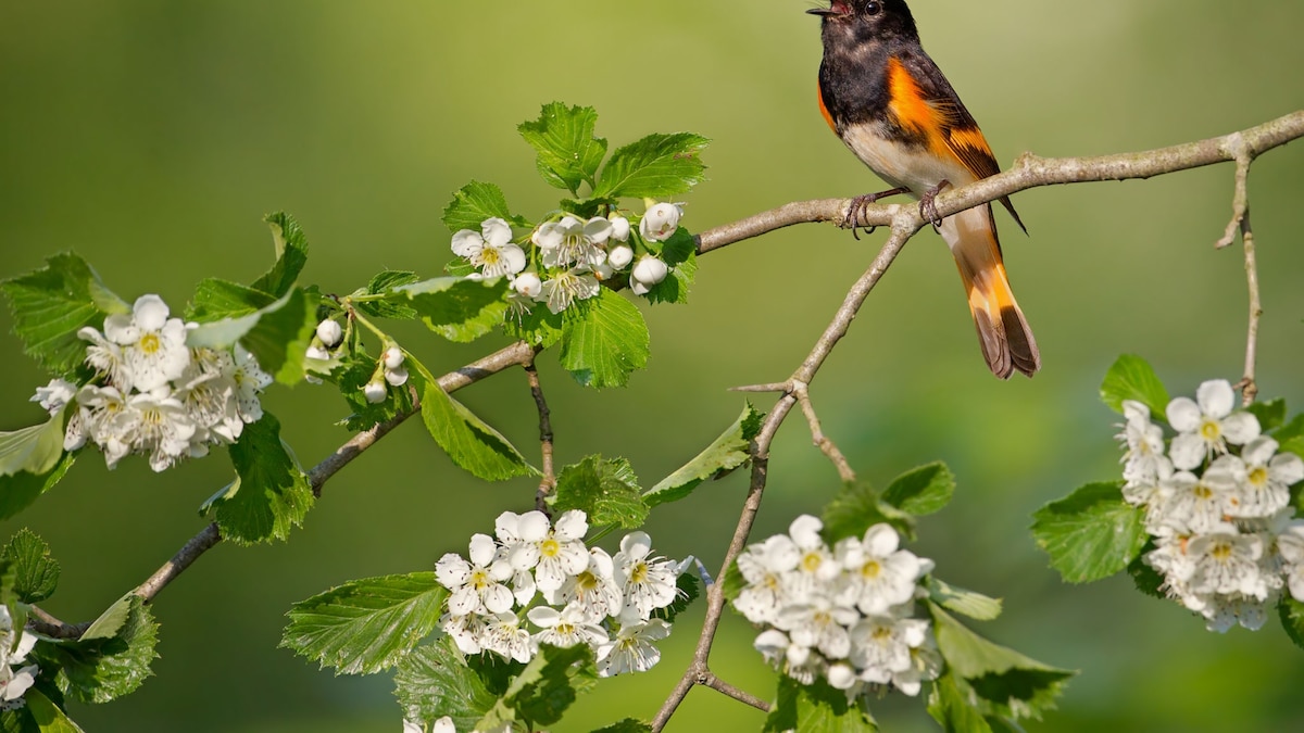 Why do birds sing so loudly in the morning in spring? It’s the ‘dawn ...