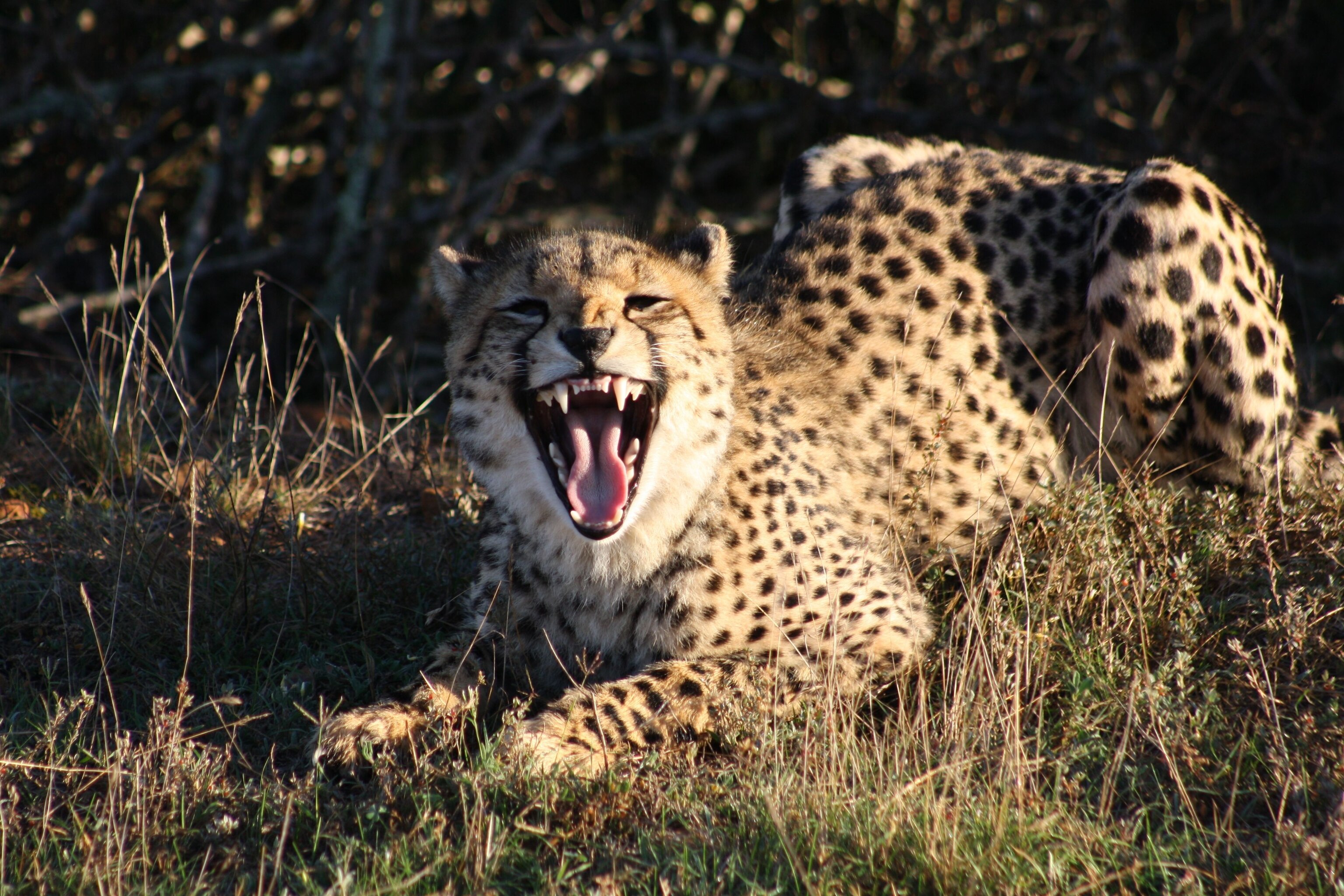 Cheetah-Dog Friendship Isn't As Strange As It Sounds
