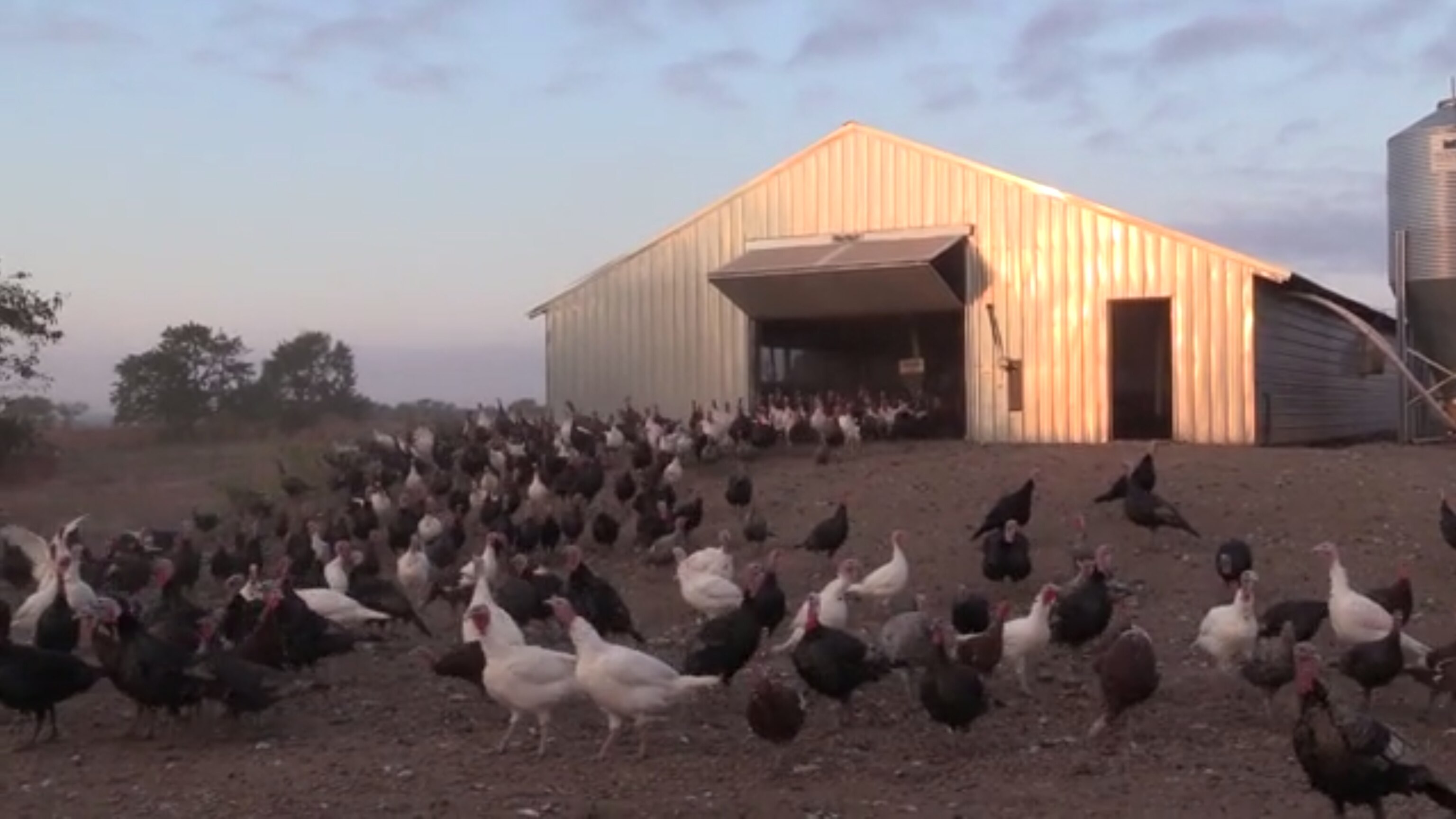 Saving Poultry’s Gene Pool