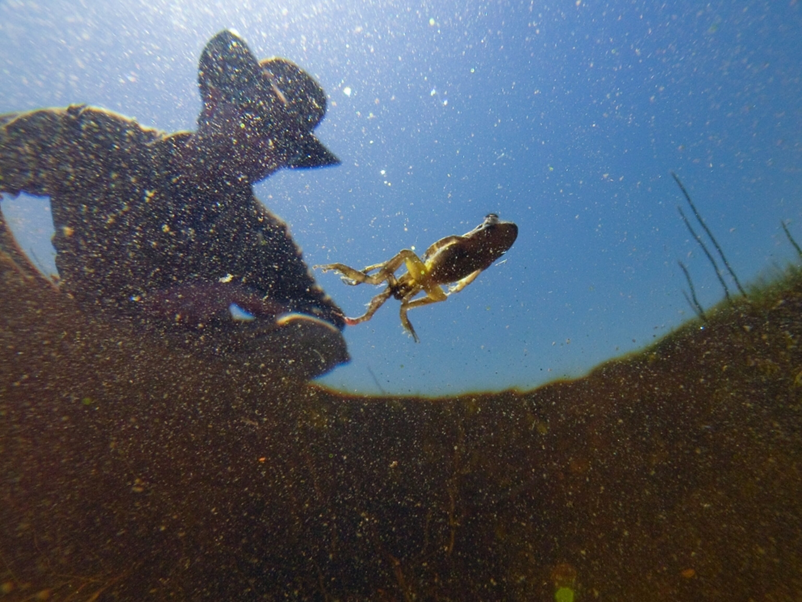 Pictures: U.S. Frogs Deformed by Parasite Infections