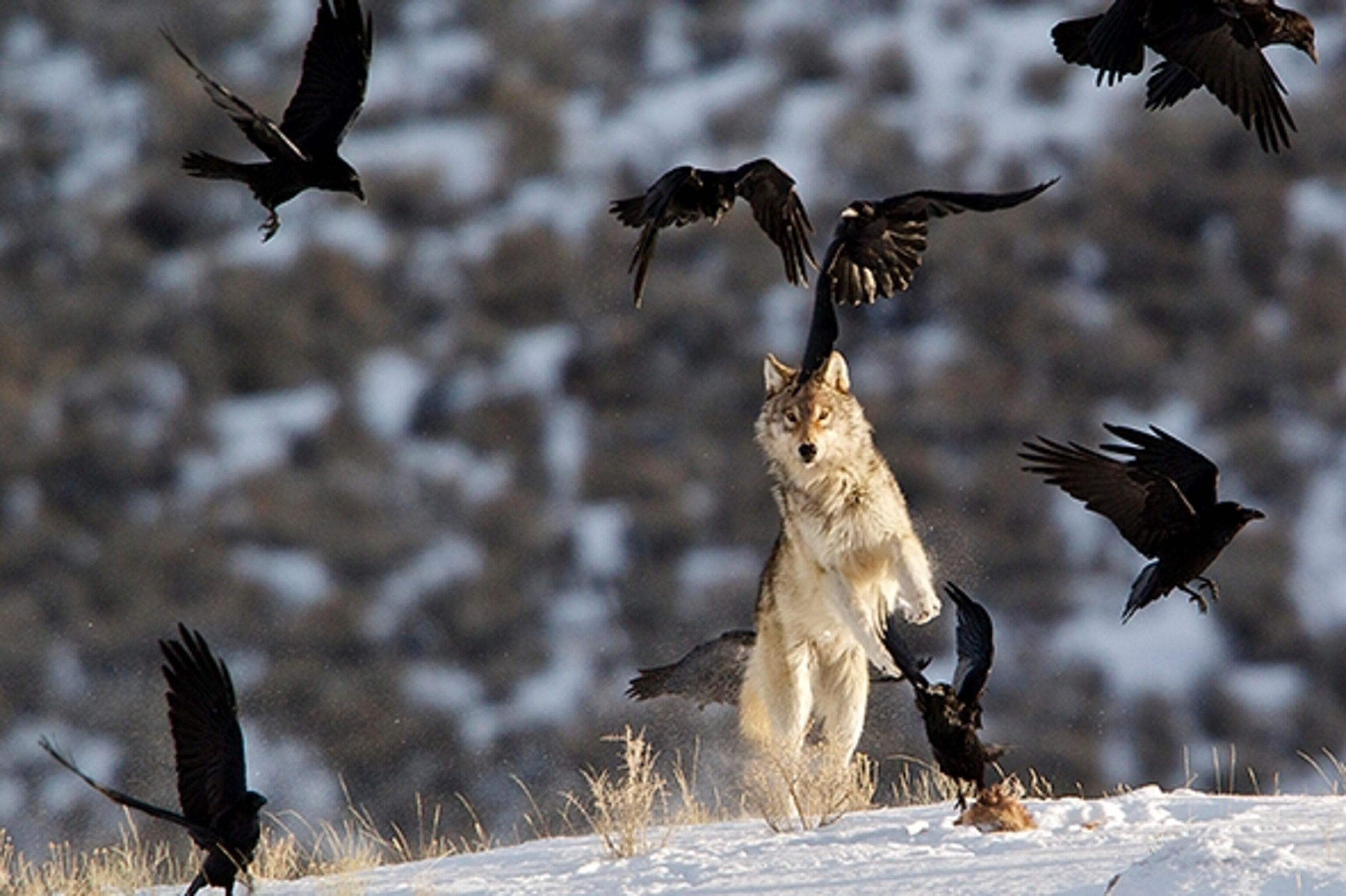 How to See the Wolves of Yellowstone