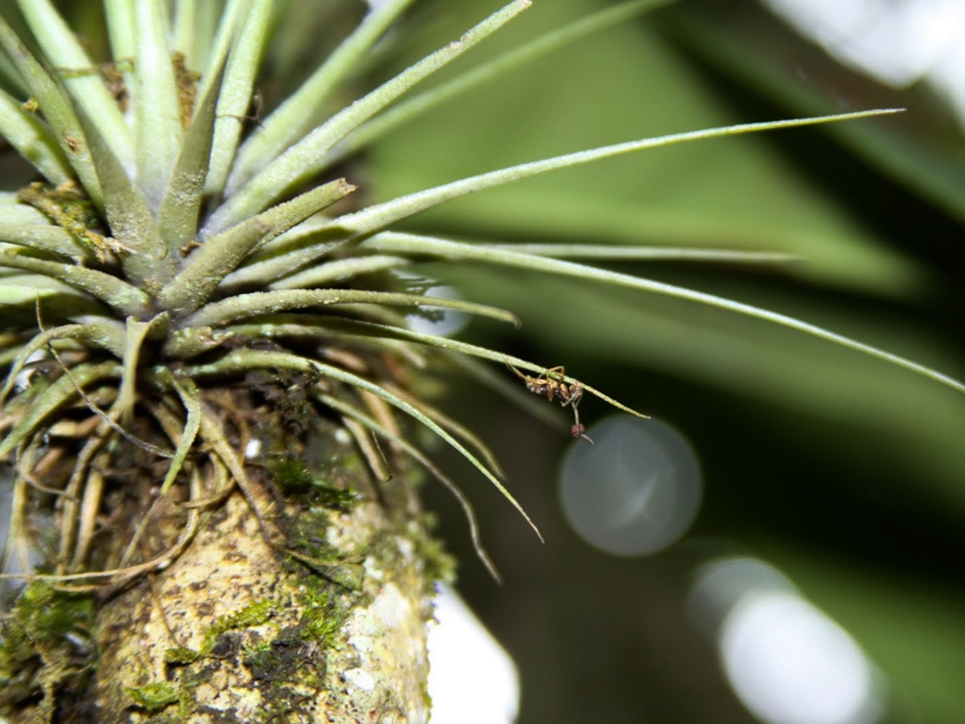 Photos: "Zombie" Ants Found With New Mind-Control Fungi