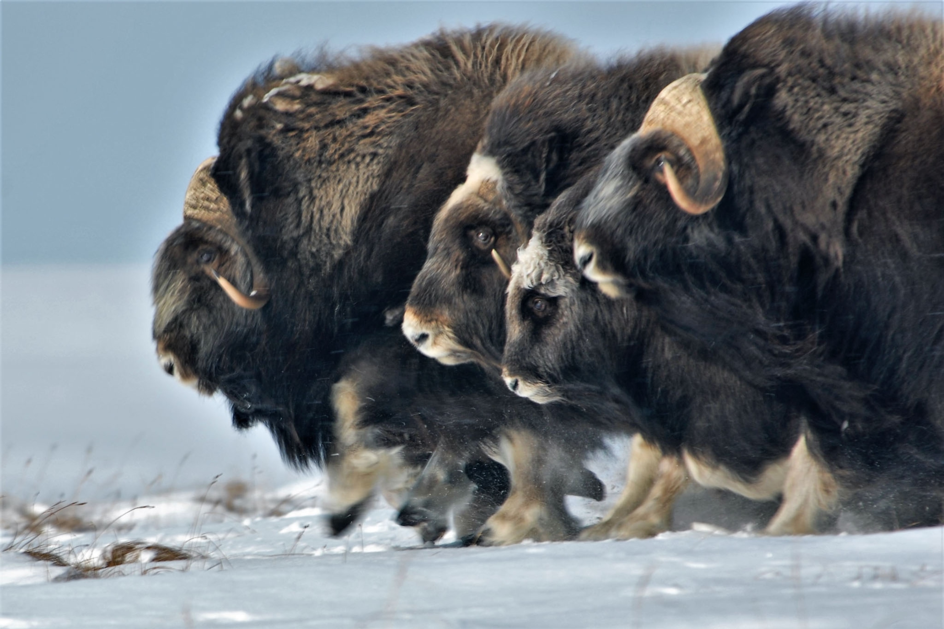 Muskoxen Are Shrinking and Freezing to Death in Arctic From Climate Change