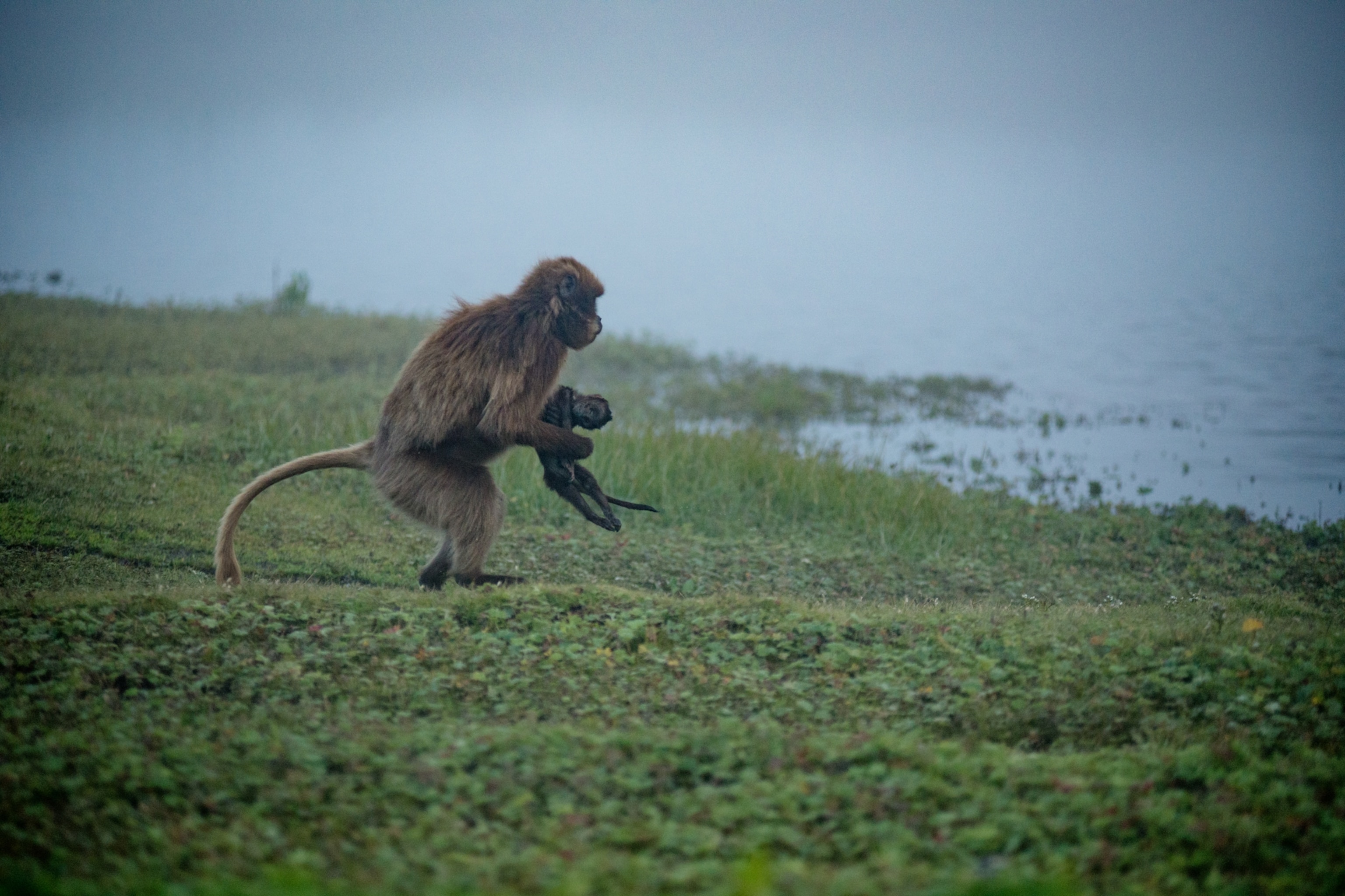 Where the World’s Only Grass-Eating Monkeys Thrive