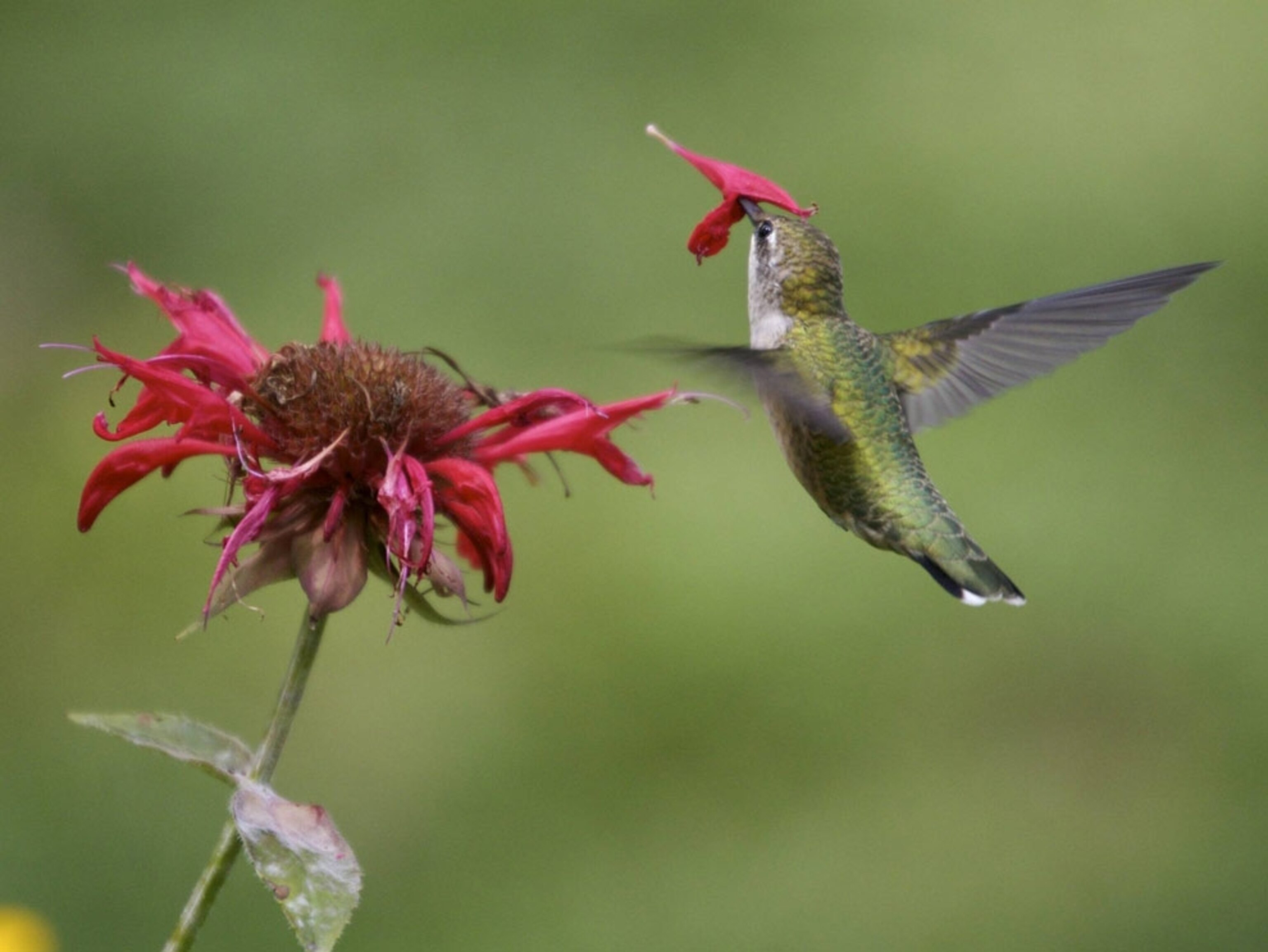 Hummingbird Pictures - National Geographic