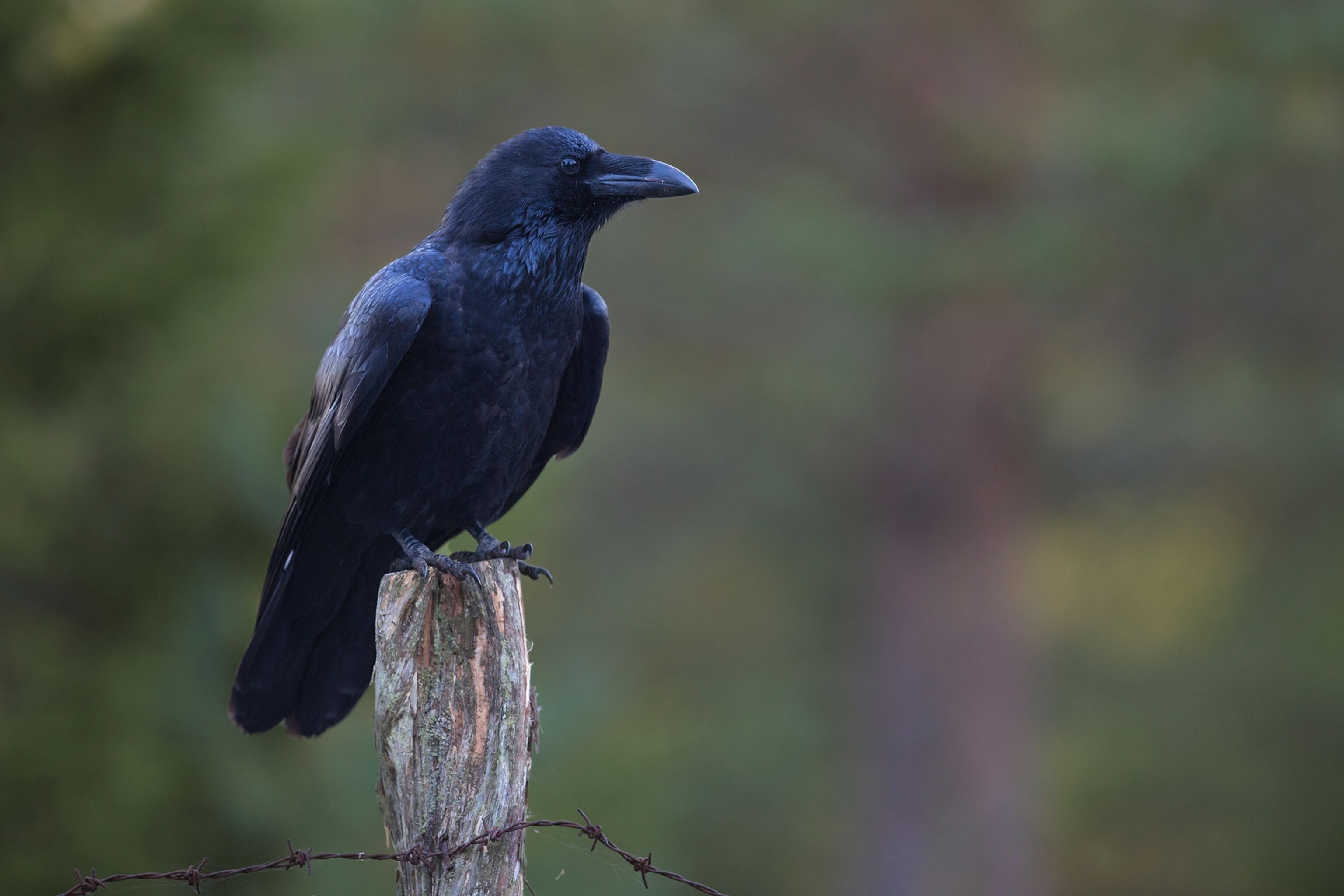 Ravens Are Evolving, and Not in the Way You'd Expect