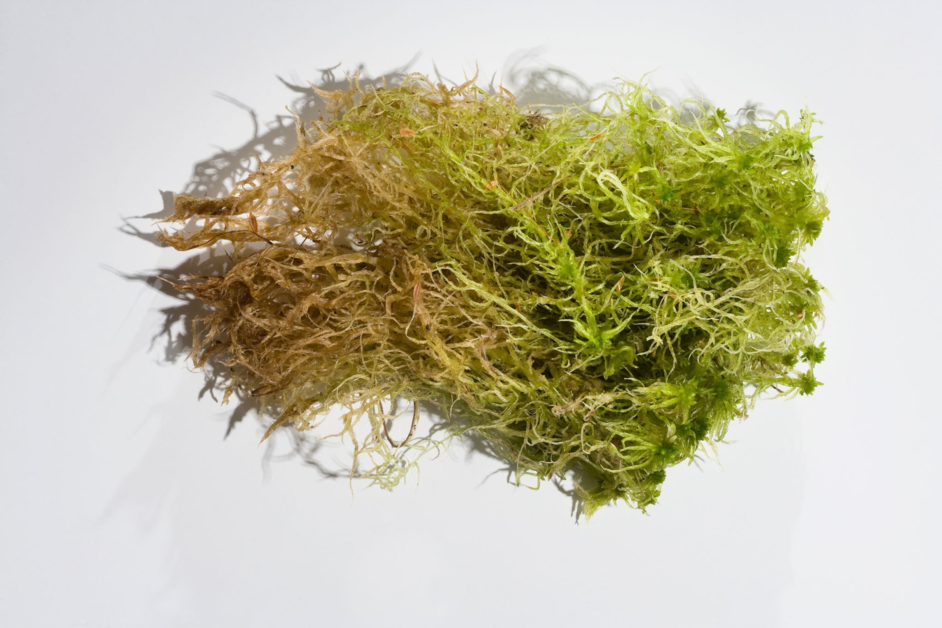 Tollund Man: What we know about Europe’s most famous bog body