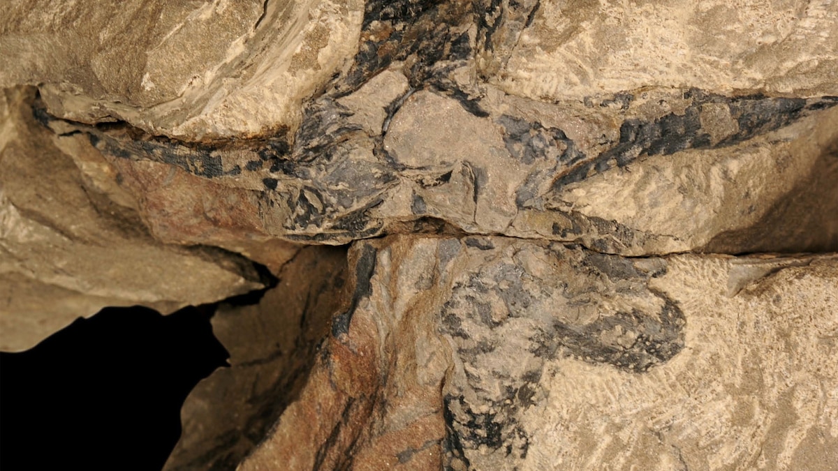 Bizarre fossils reveal Asia’s oldest known forest | National Geographic