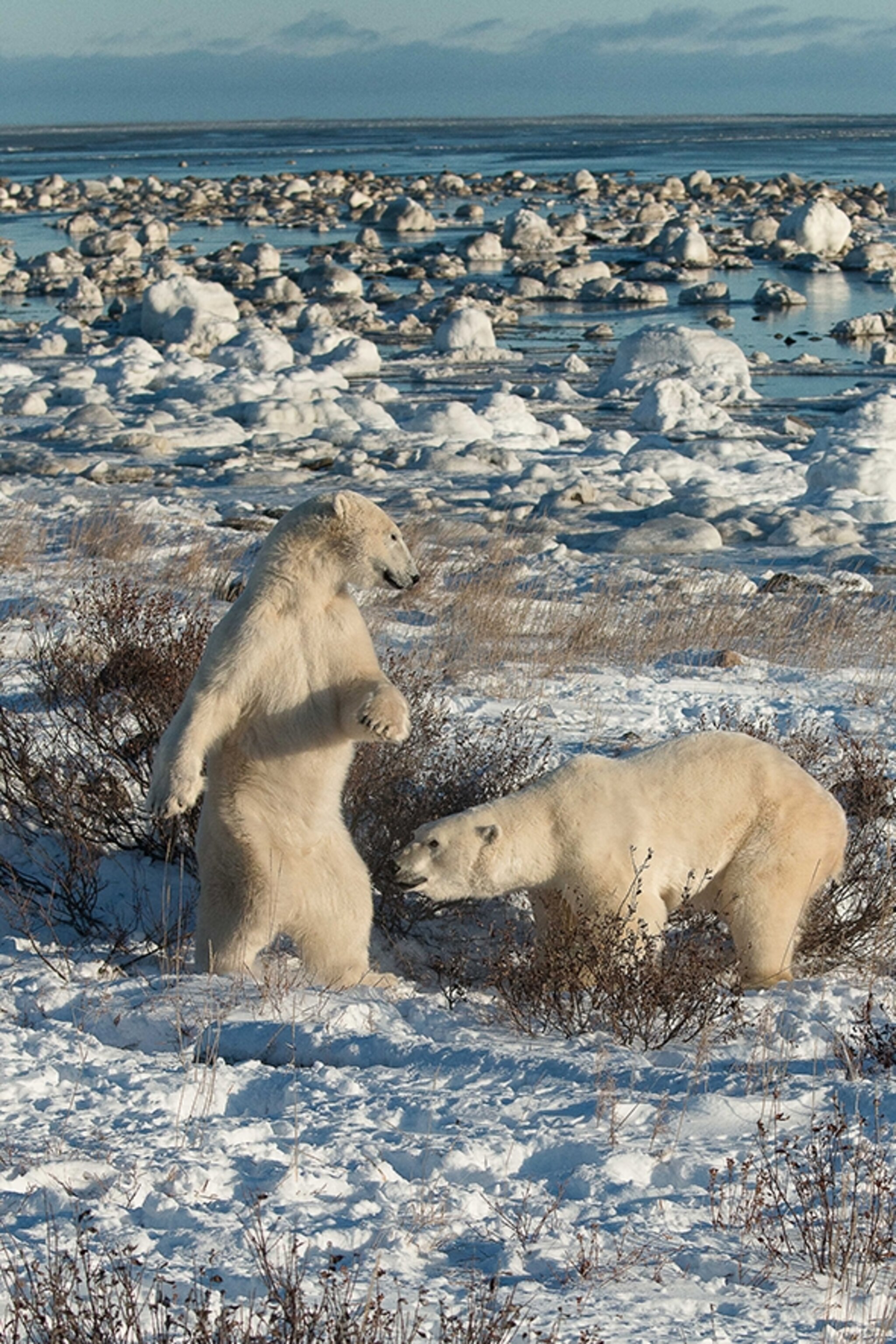 Walking With Giants: Journey Through Polar Bear Country