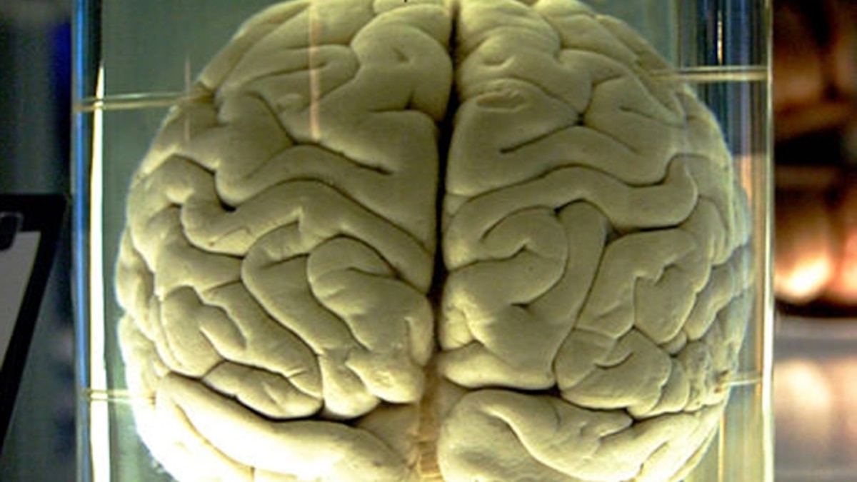 Will We Ever… Simulate the Brain? | National Geographic